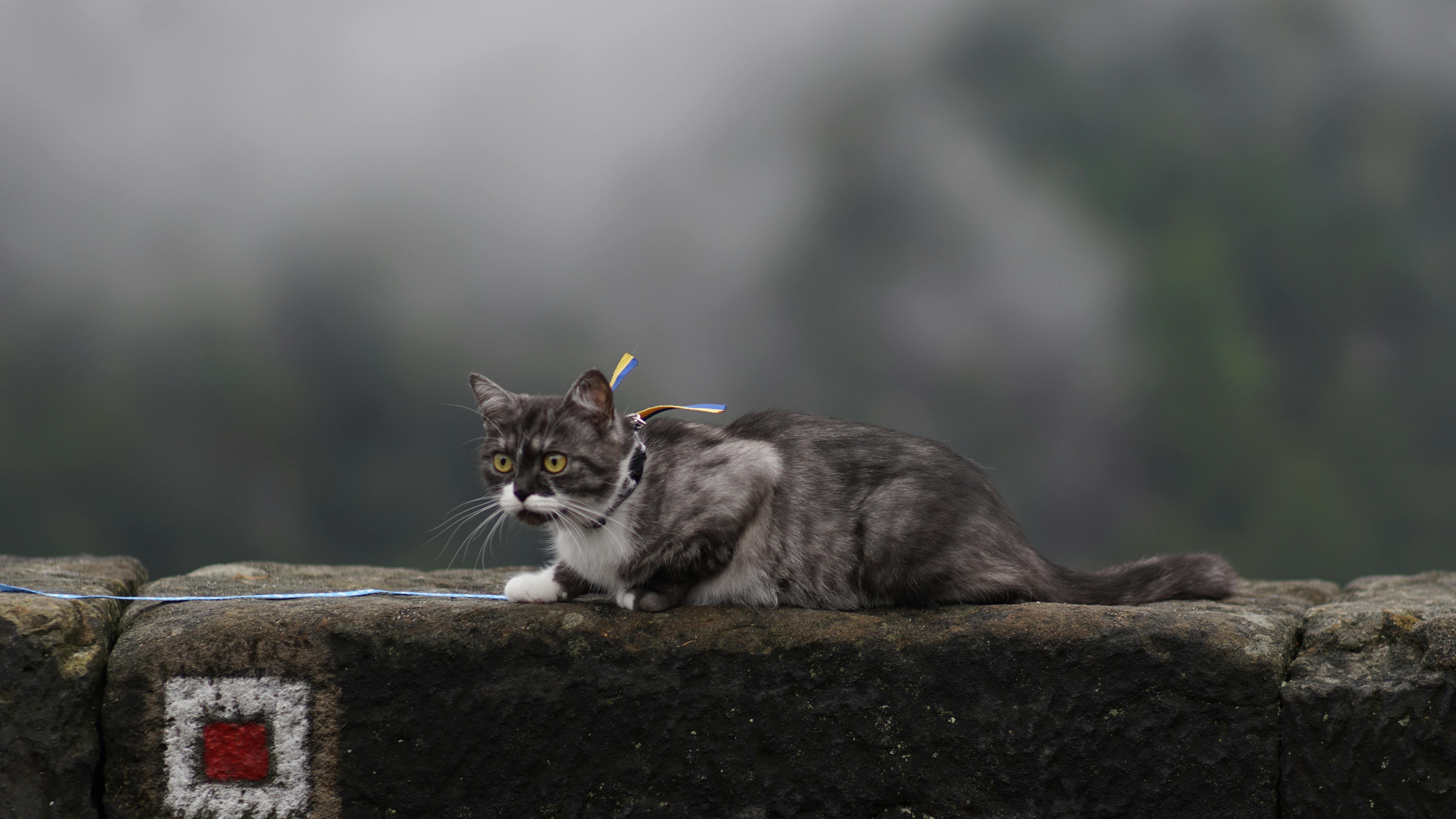 A Cat Lying on the Rock · Free Stock Photo