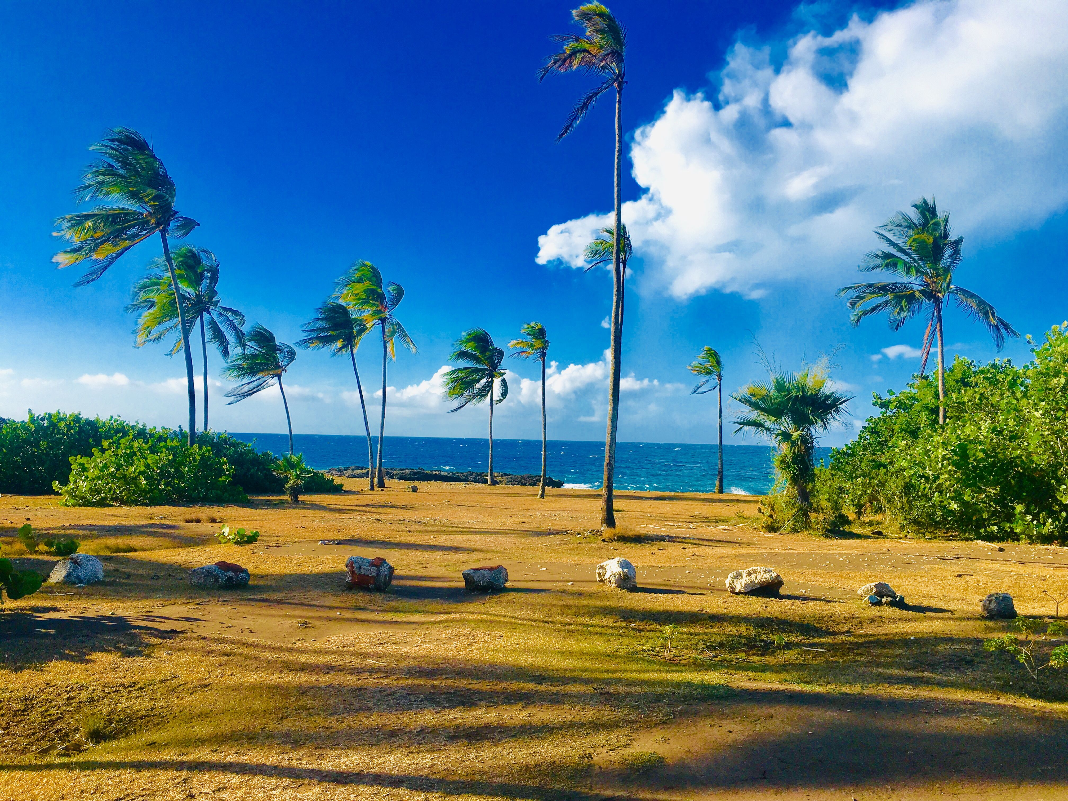 Coconut Trees near Beach · Free Stock Photo