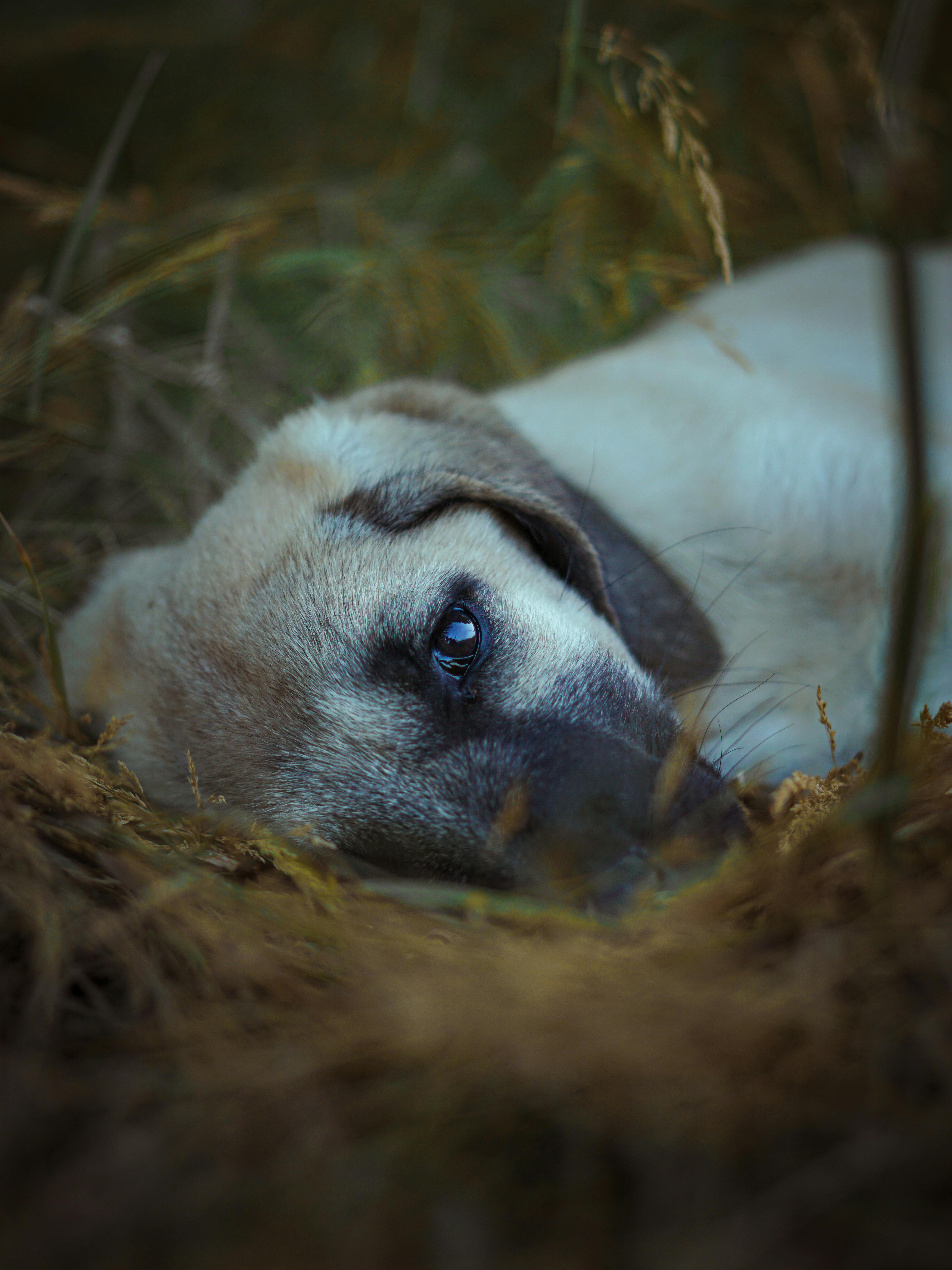 Close-Up Shot of a Puppy · Free Stock Photo