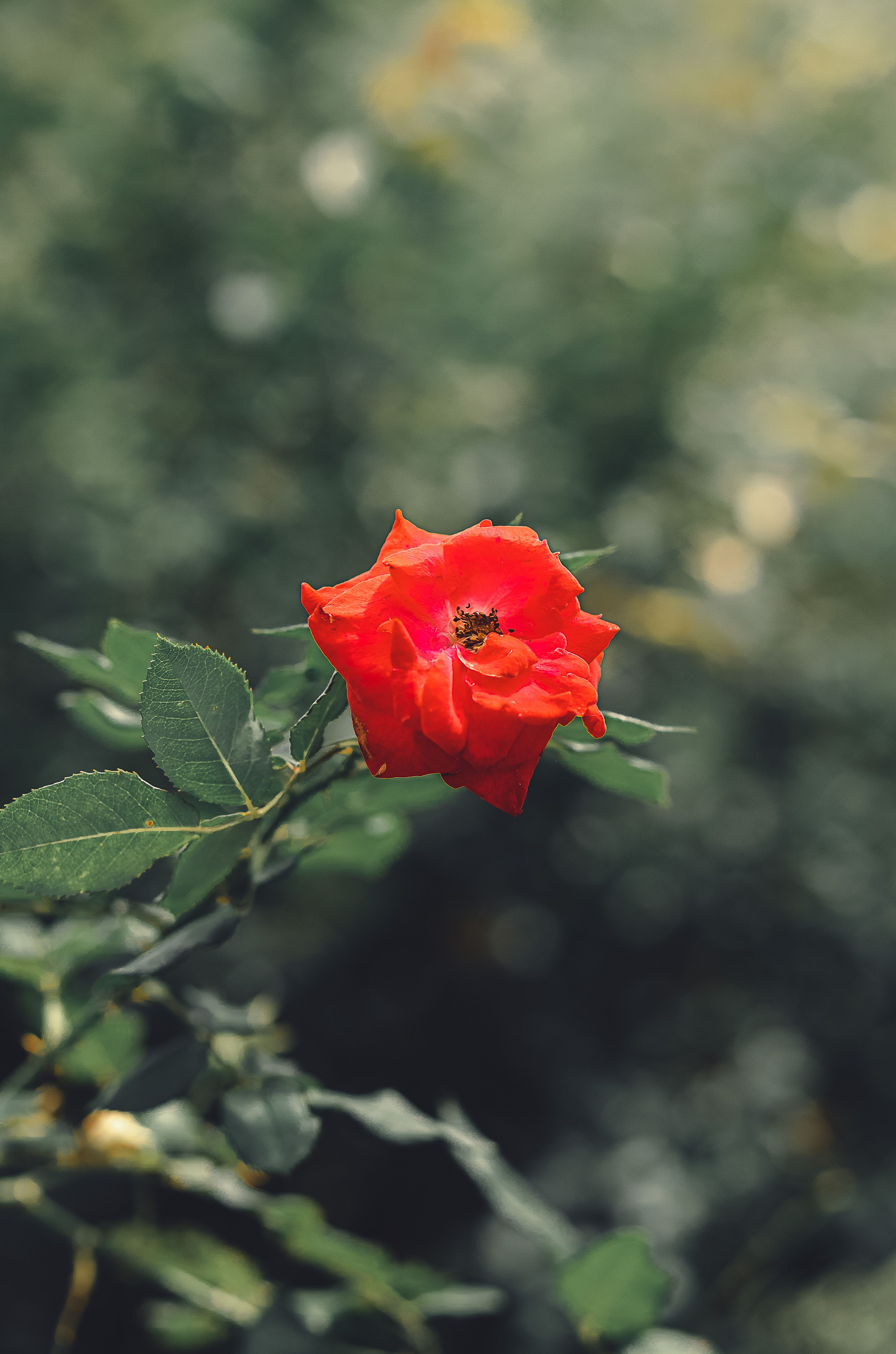A Flower in Bloom · Free Stock Photo