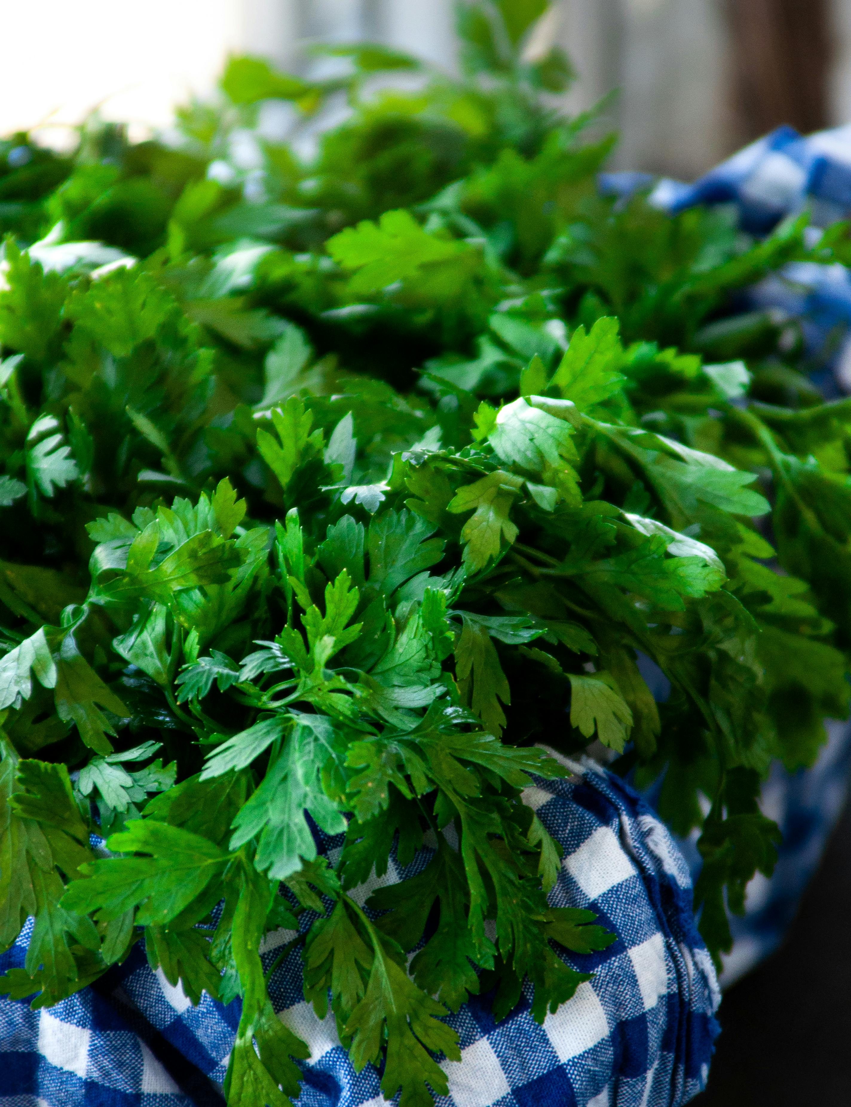 Close Up Shot of Cilantro · Free Stock Photo