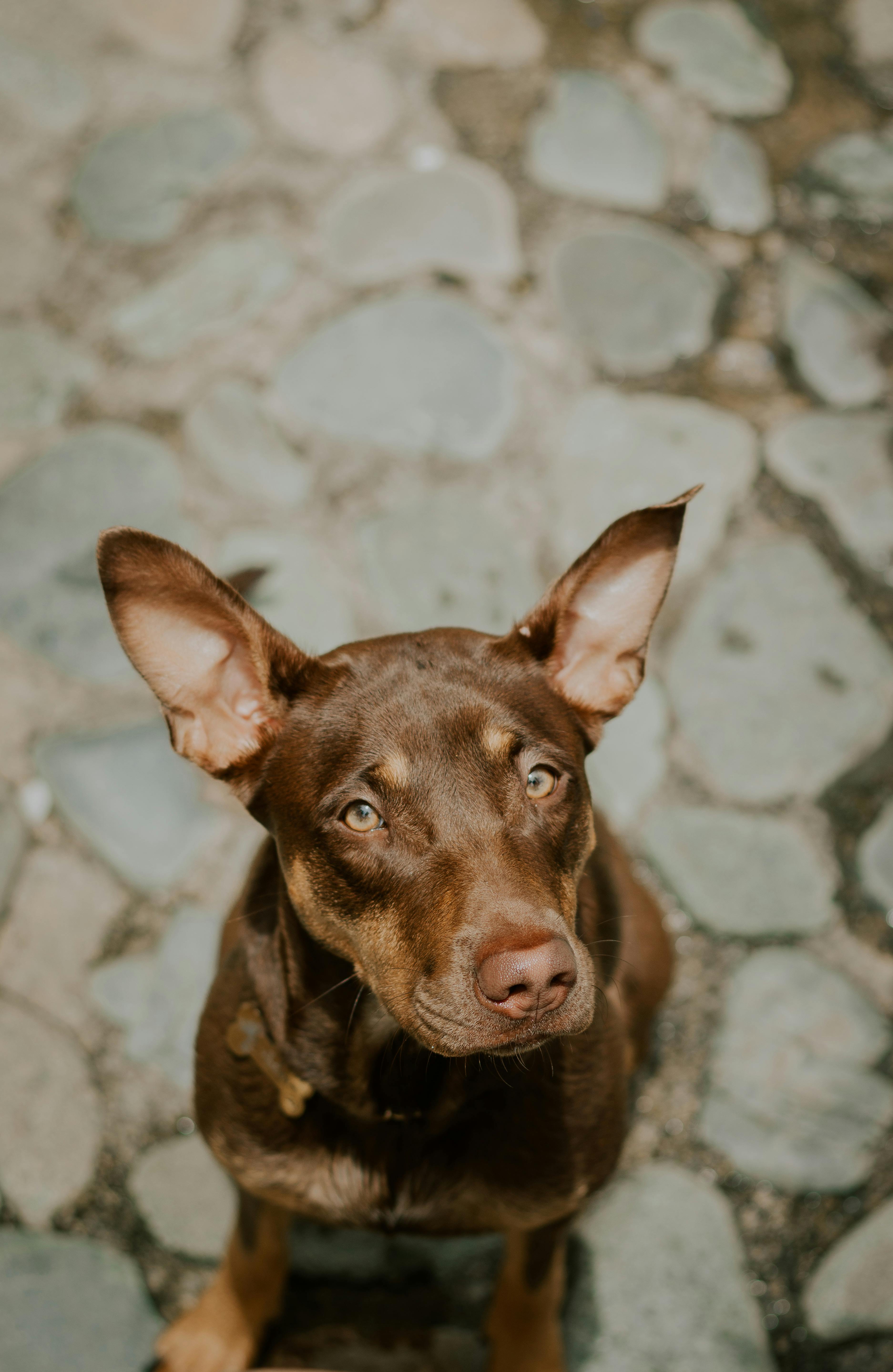 Photo of Dog near Trees · Free Stock Photo