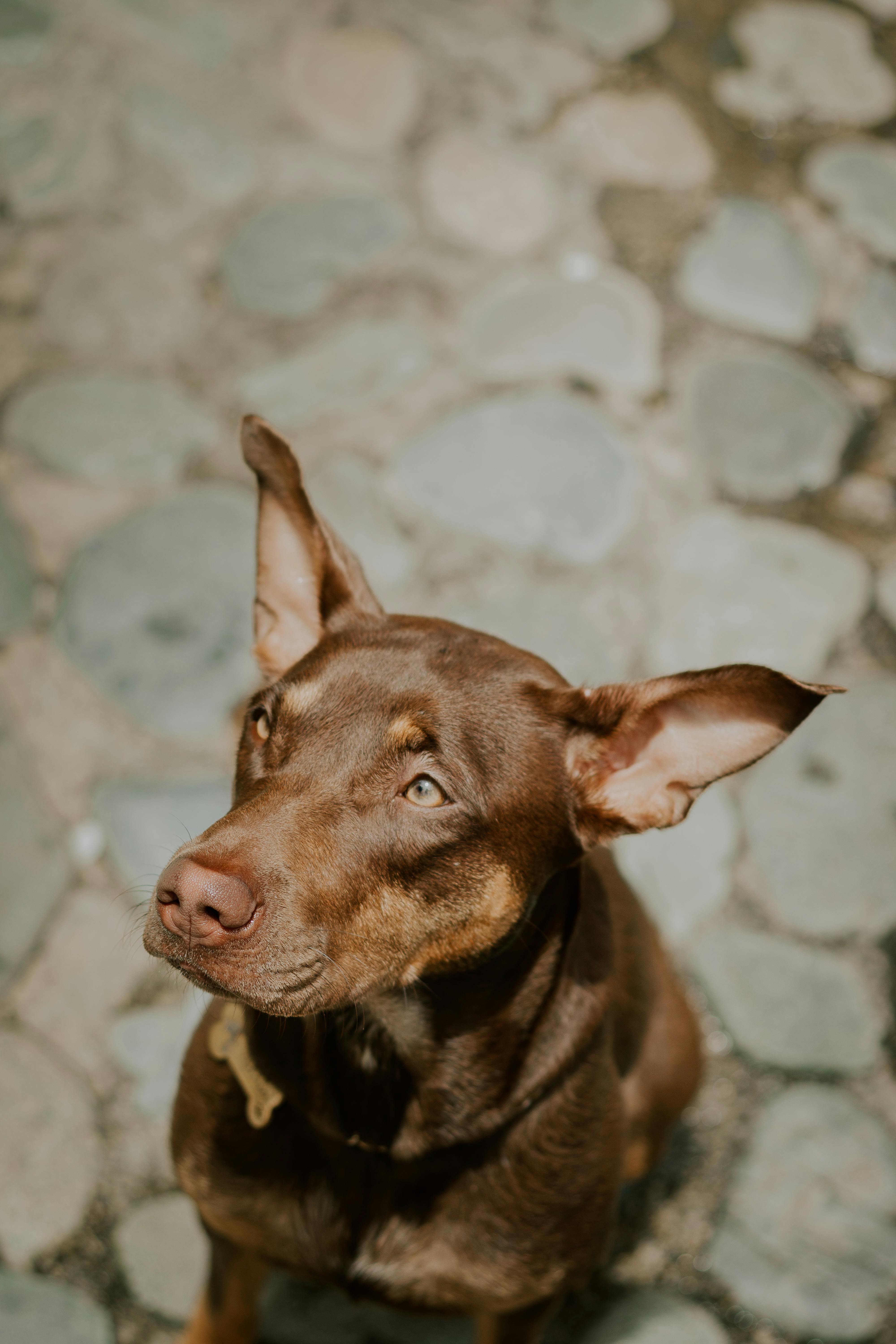 Brown Dog Sitting on Wooden Porch · Free Stock Photo
