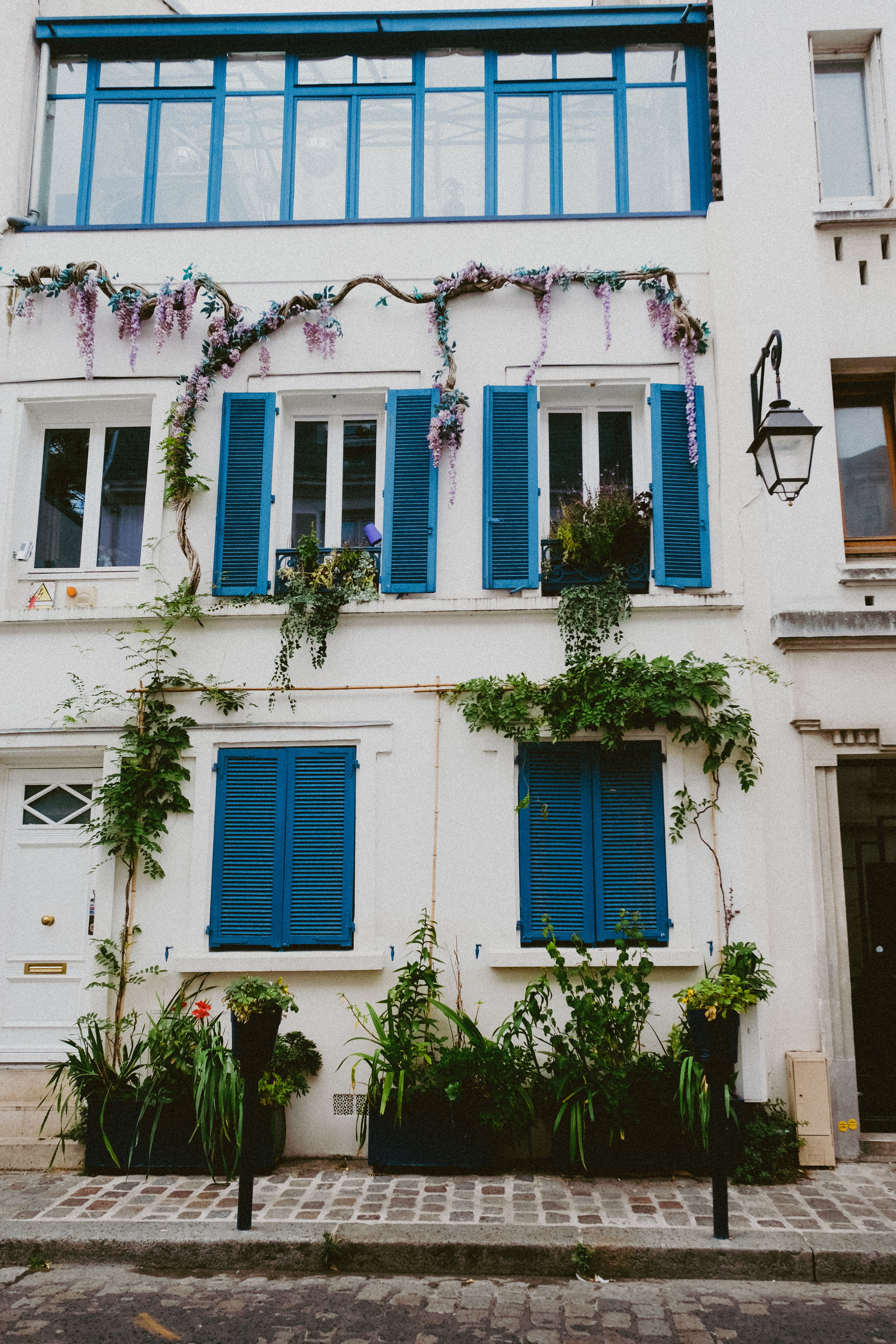 Blue Vines Photos, Download The BEST Free Blue Vines Stock Photos & HD ...