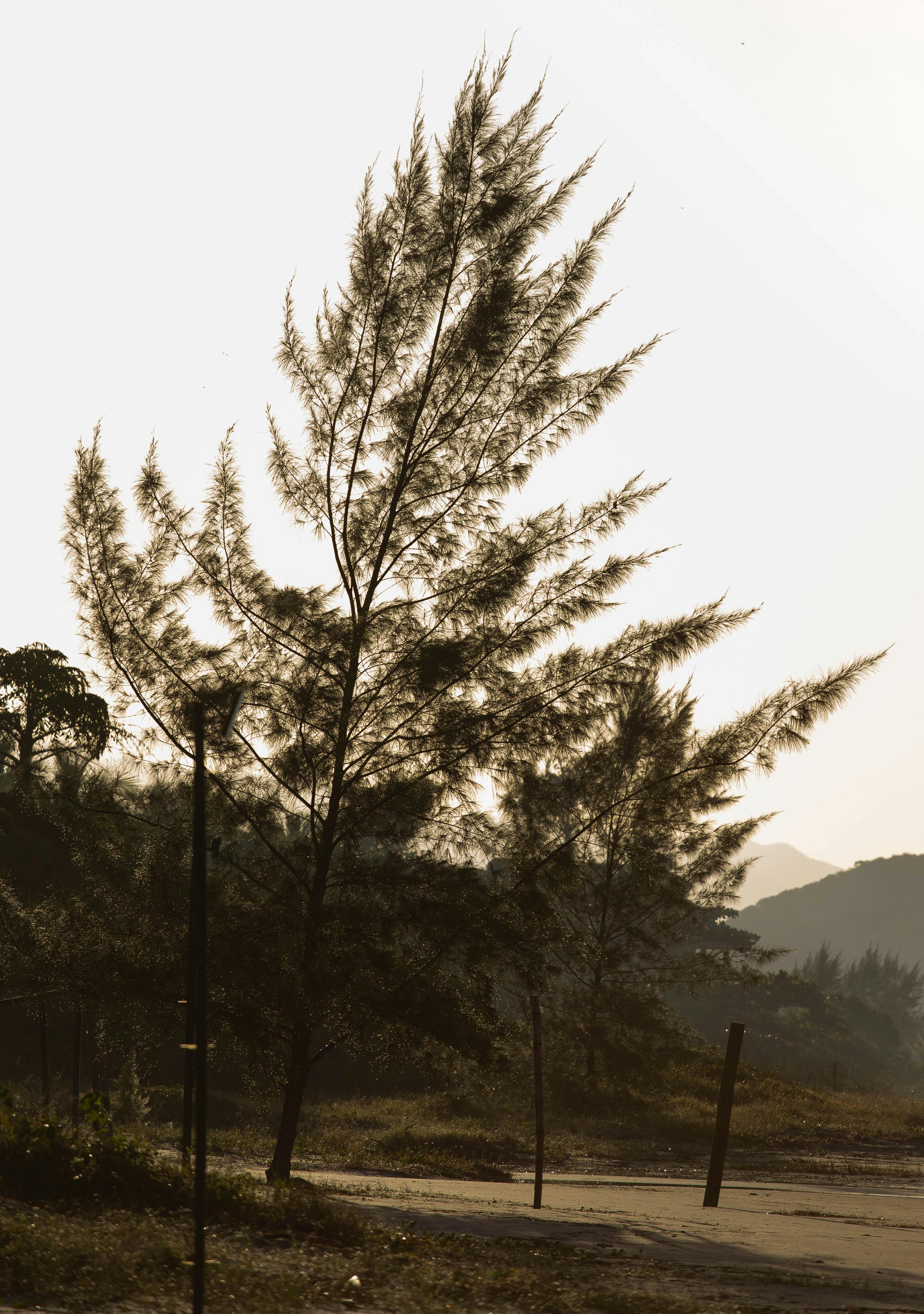 Trees near Road in Mountains · Free Stock Photo