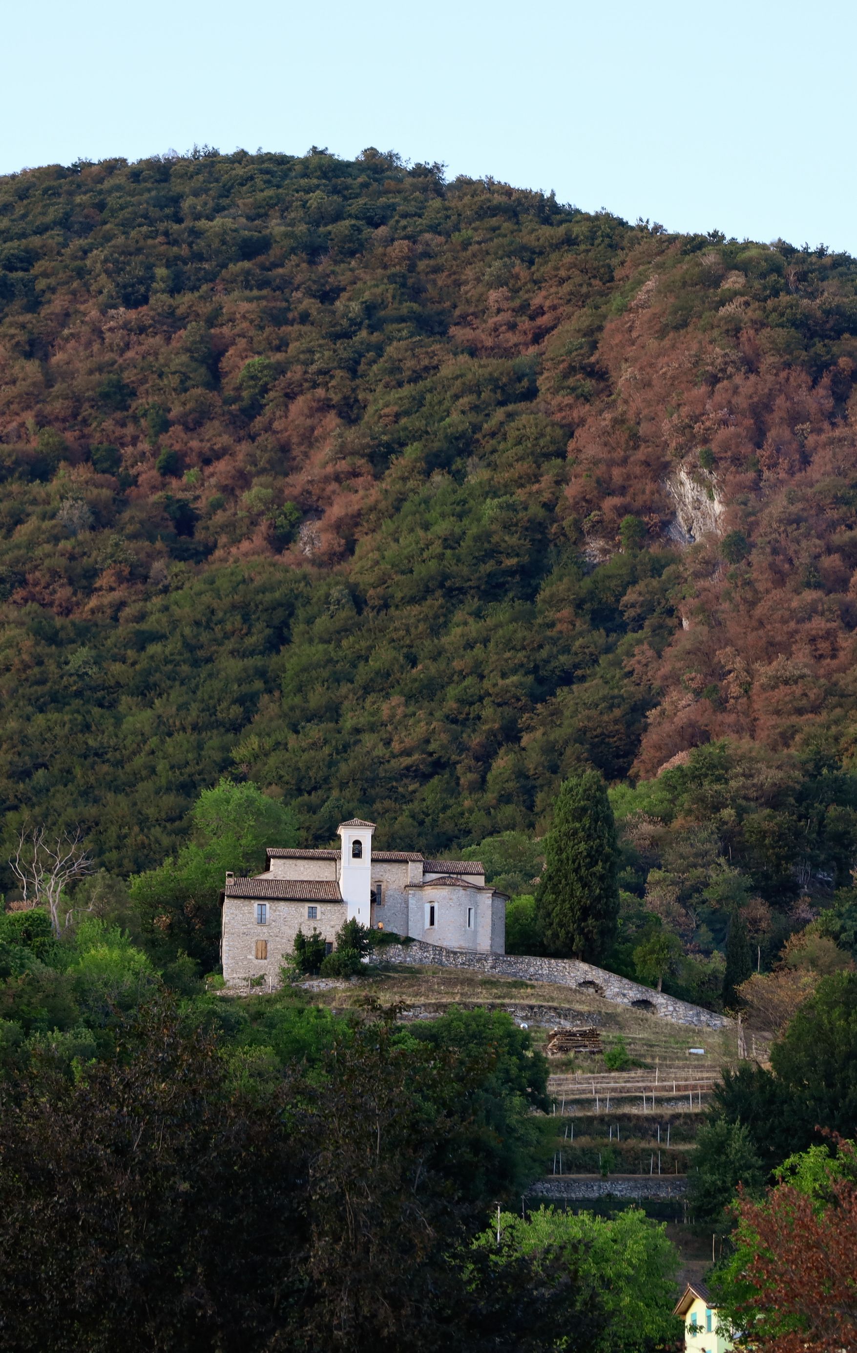 Church Tower Among the Forest Trees · Free Stock Photo