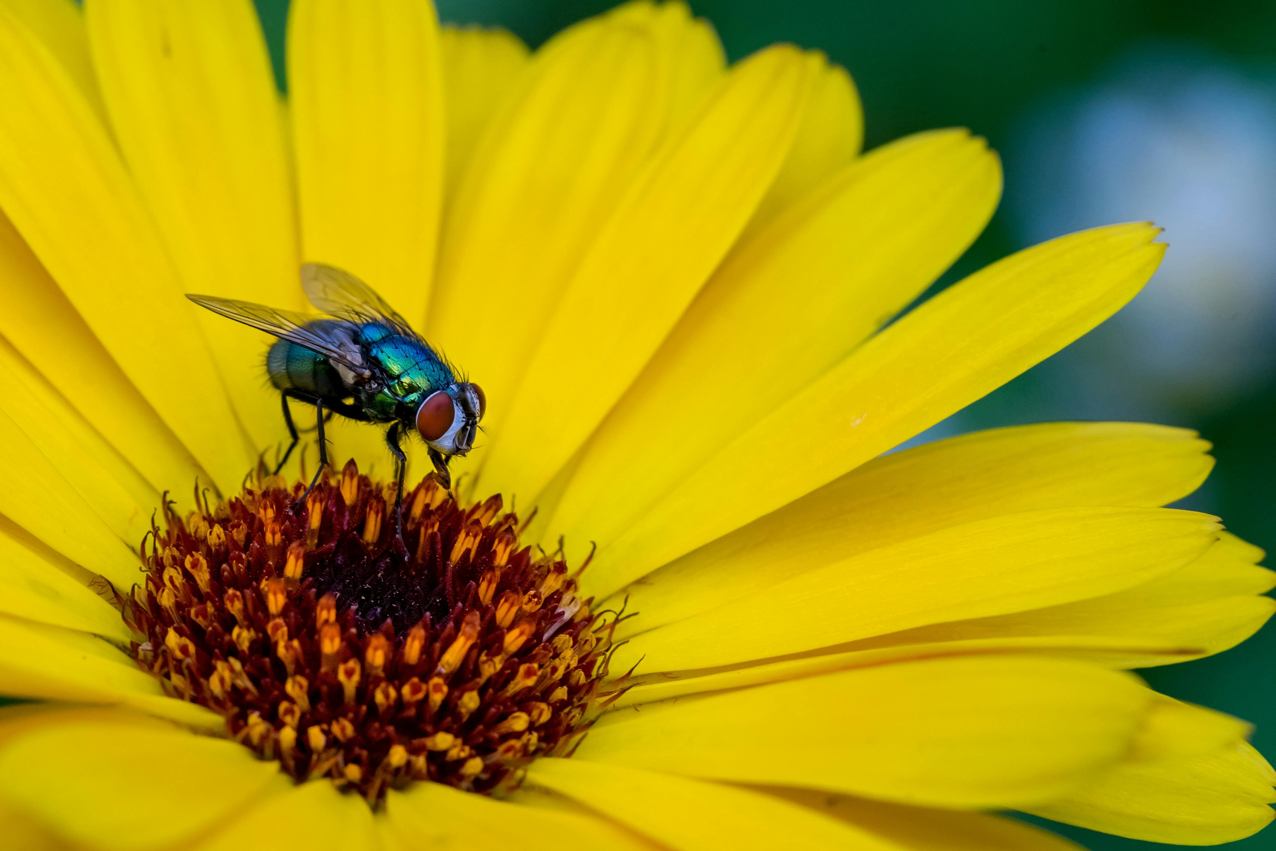 Close-up Photography of Brown Hoverfly Perching on White Daisy Flower ...
