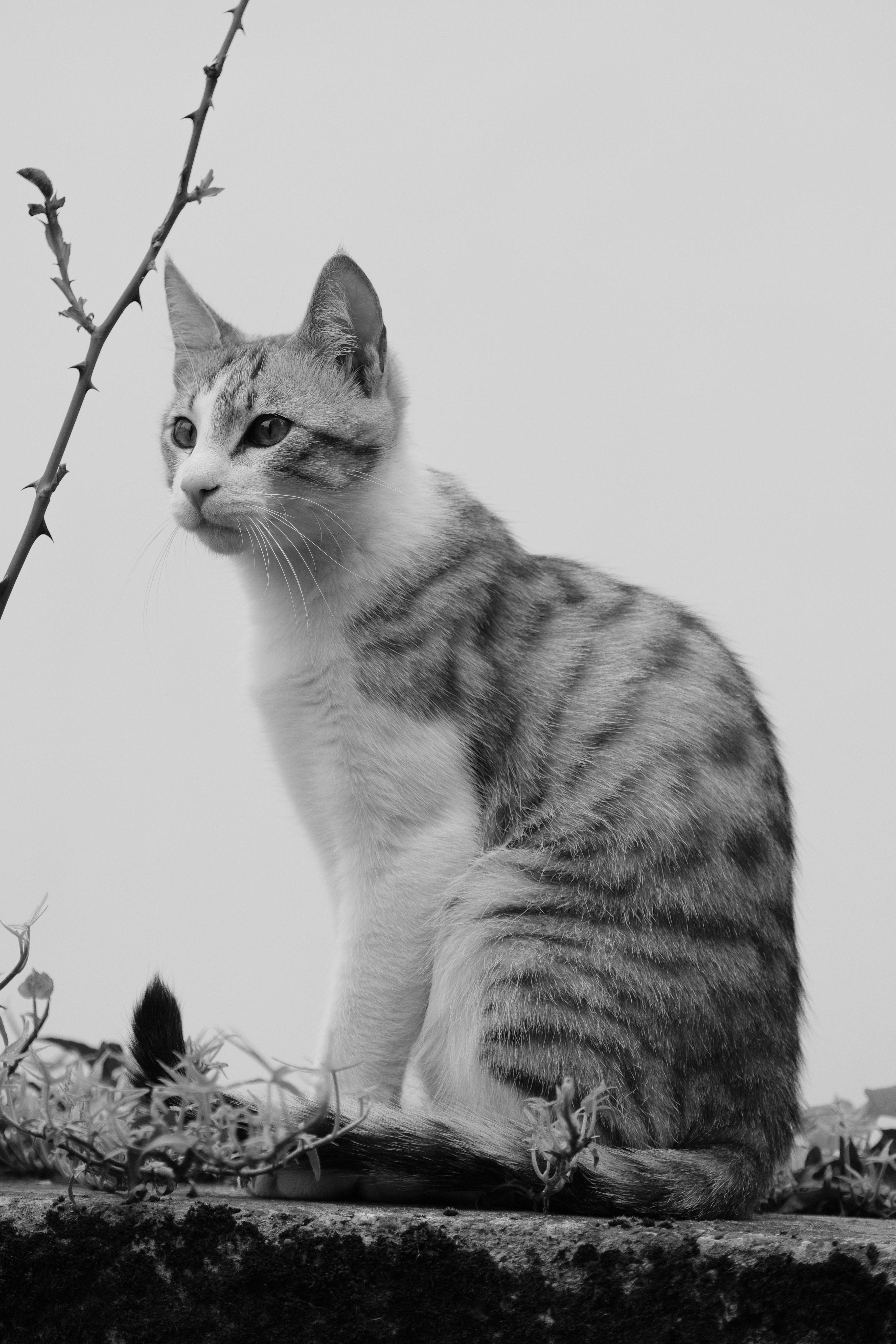 Cat Looking Sideways Photos, Download Free Cat Looking Sideways Stock Photos & HD Images