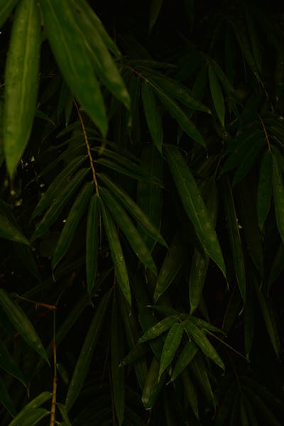 Leef Photos, Download The BEST Free Leef Stock Photos & HD Images