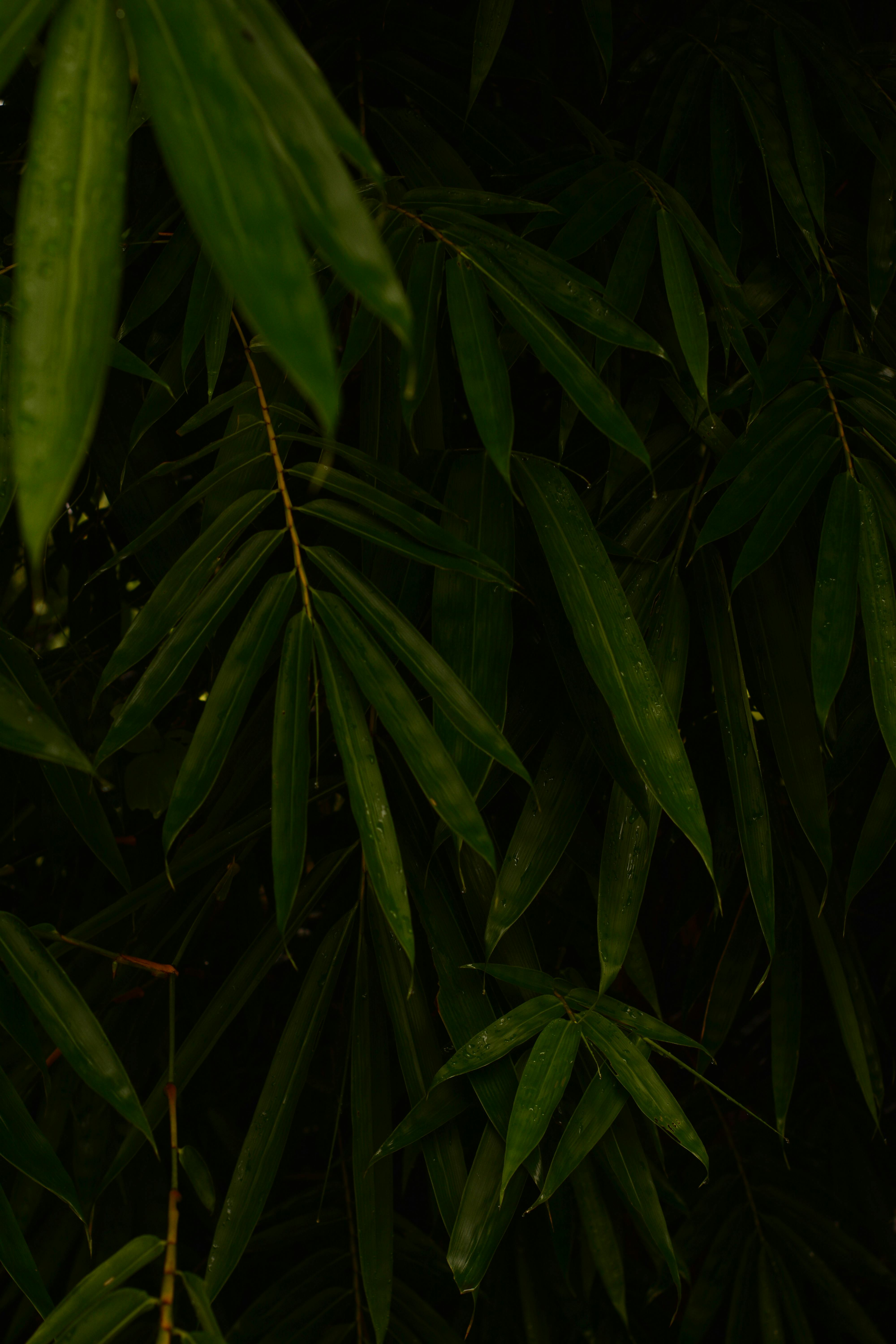 Neem Leef Photos, Download The BEST Free Neem Leef Stock Photos & HD Images