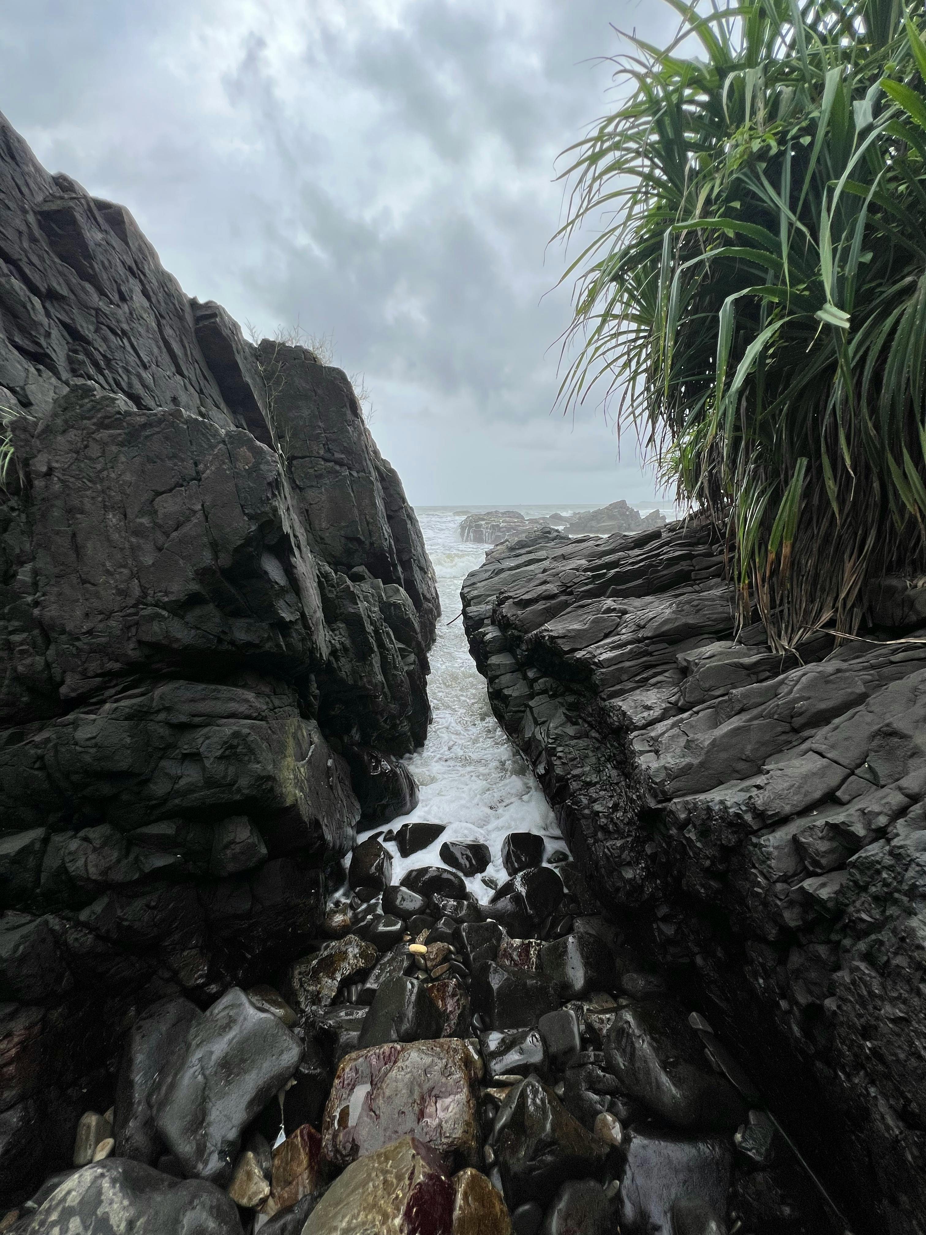 Grass on Rock · Free Stock Photo