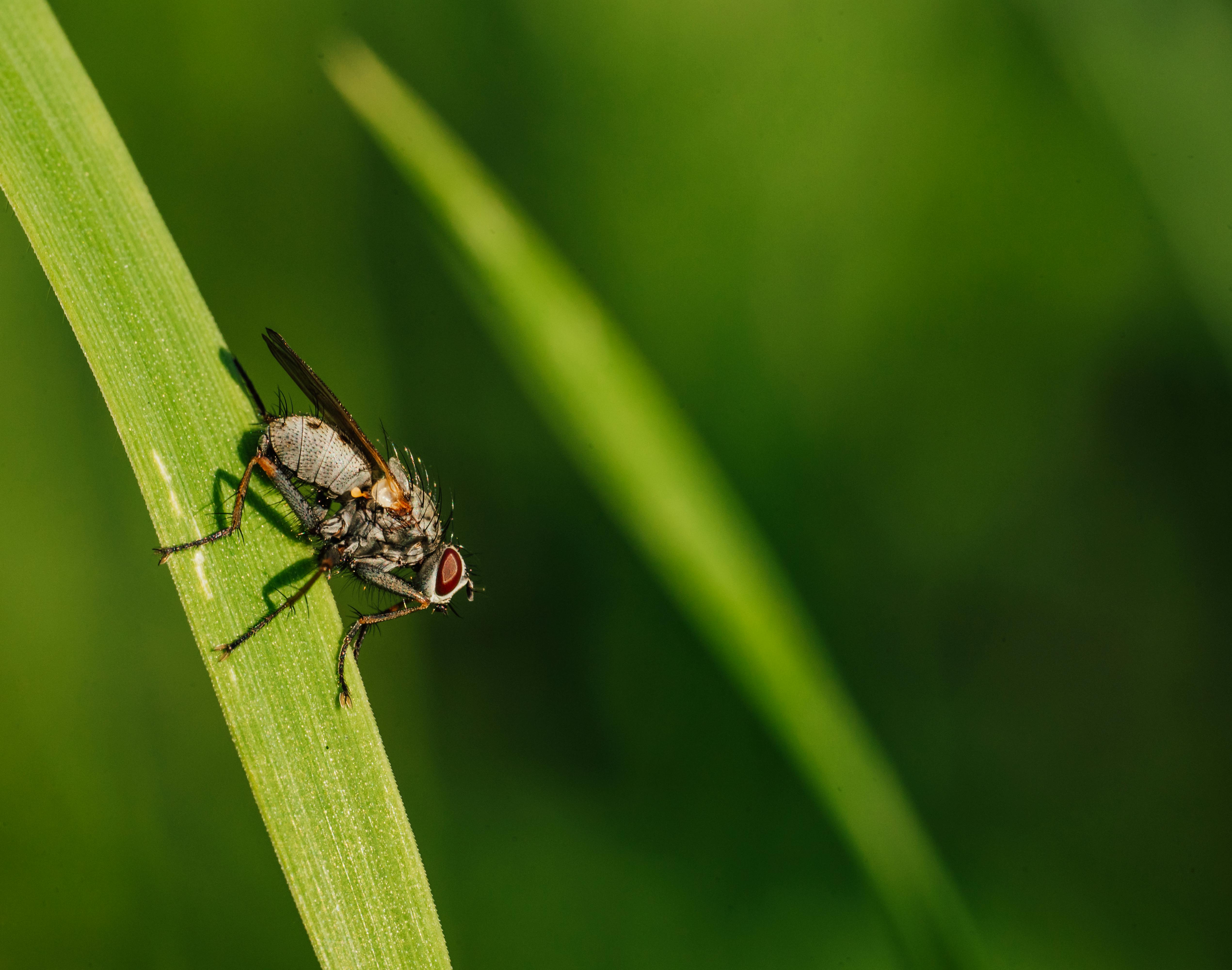 Green Walking Stick Animal · Free Stock Photo