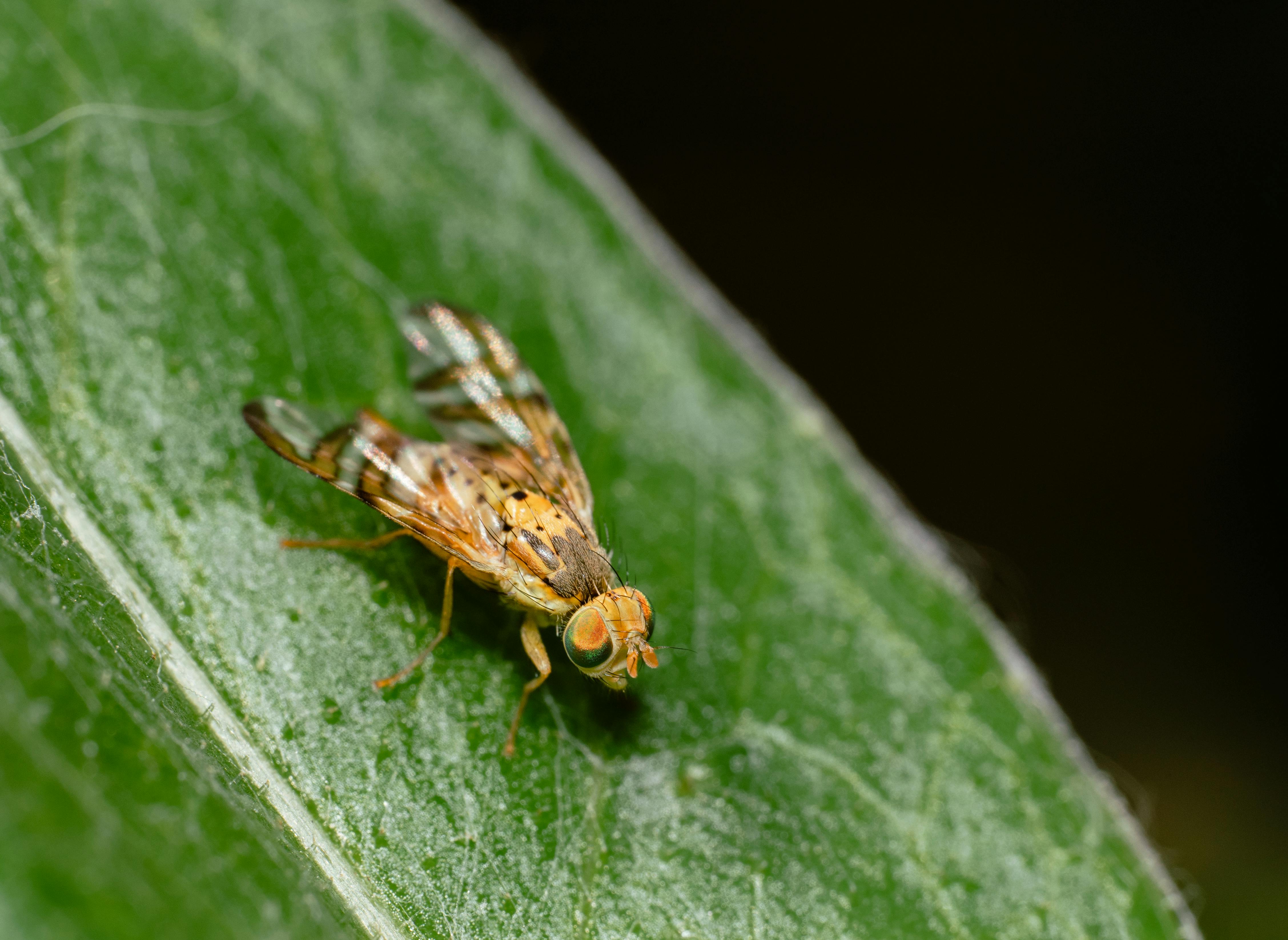 False Peacock Fly on Green Leaf · Free Stock Photo