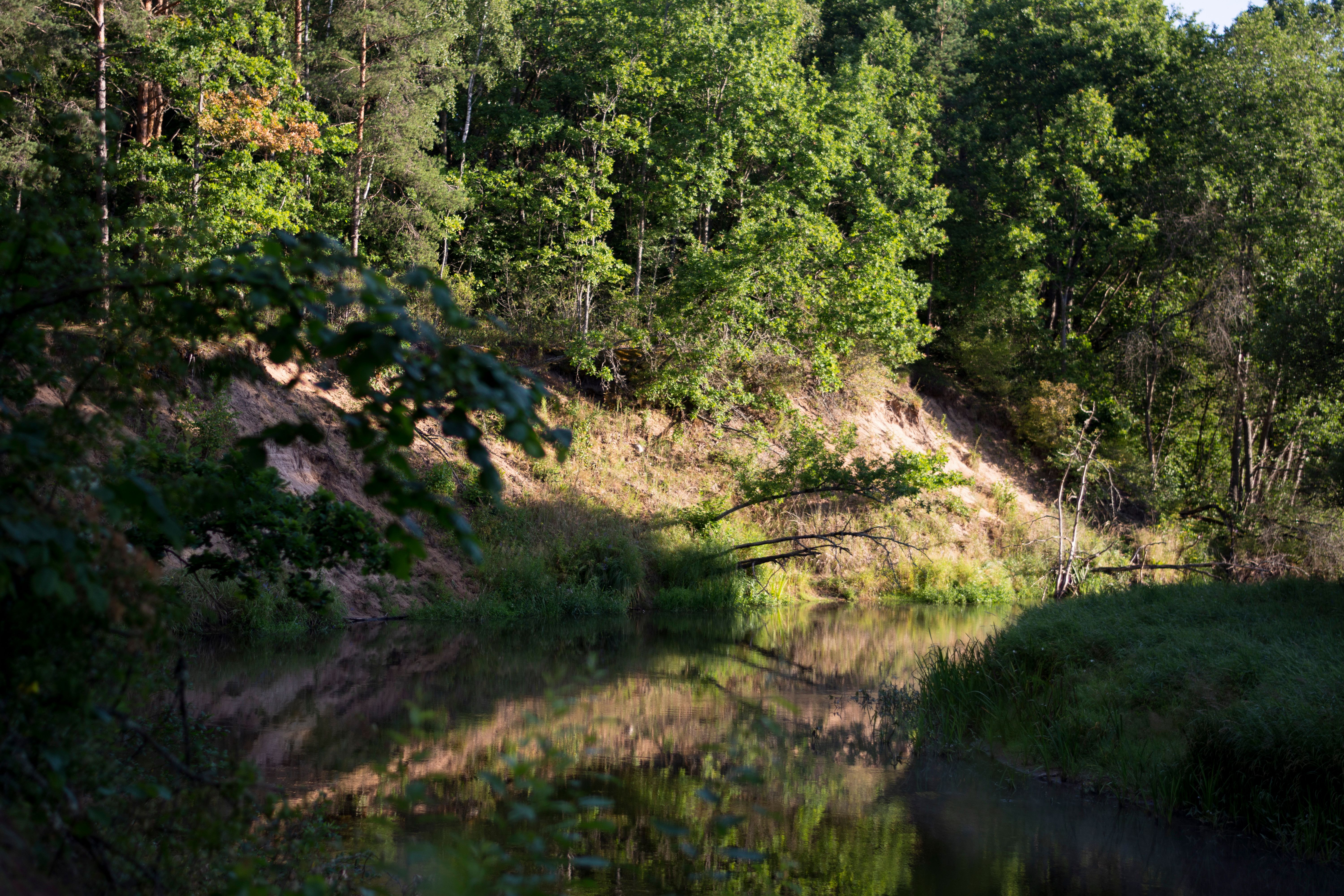 Lush Green Trees on the Riverbank · Free Stock Photo
