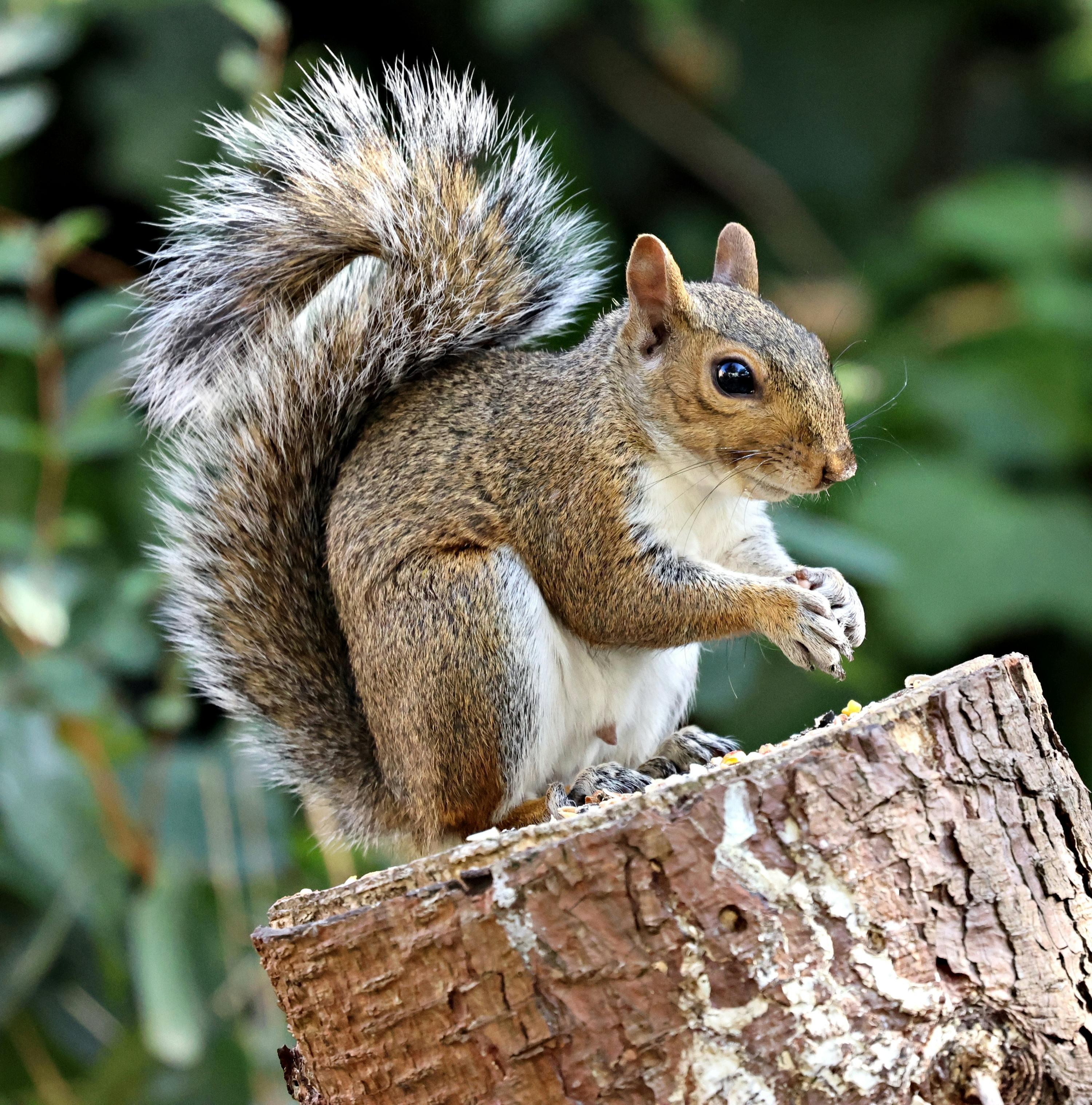 Close-Up Photo of Grey Squirrel · Free Stock Photo
