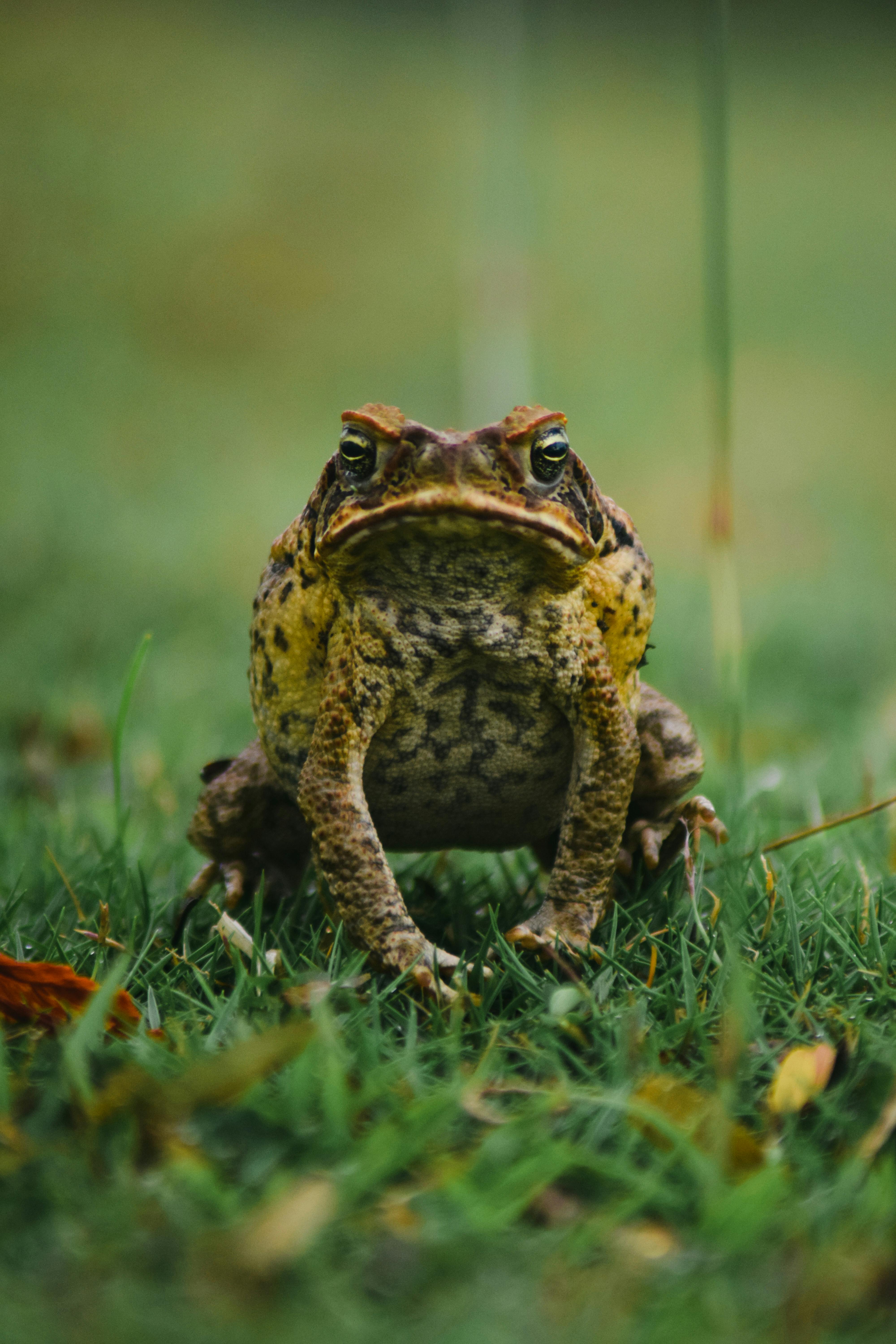 Gray Frog on Green Grass · Free Stock Photo