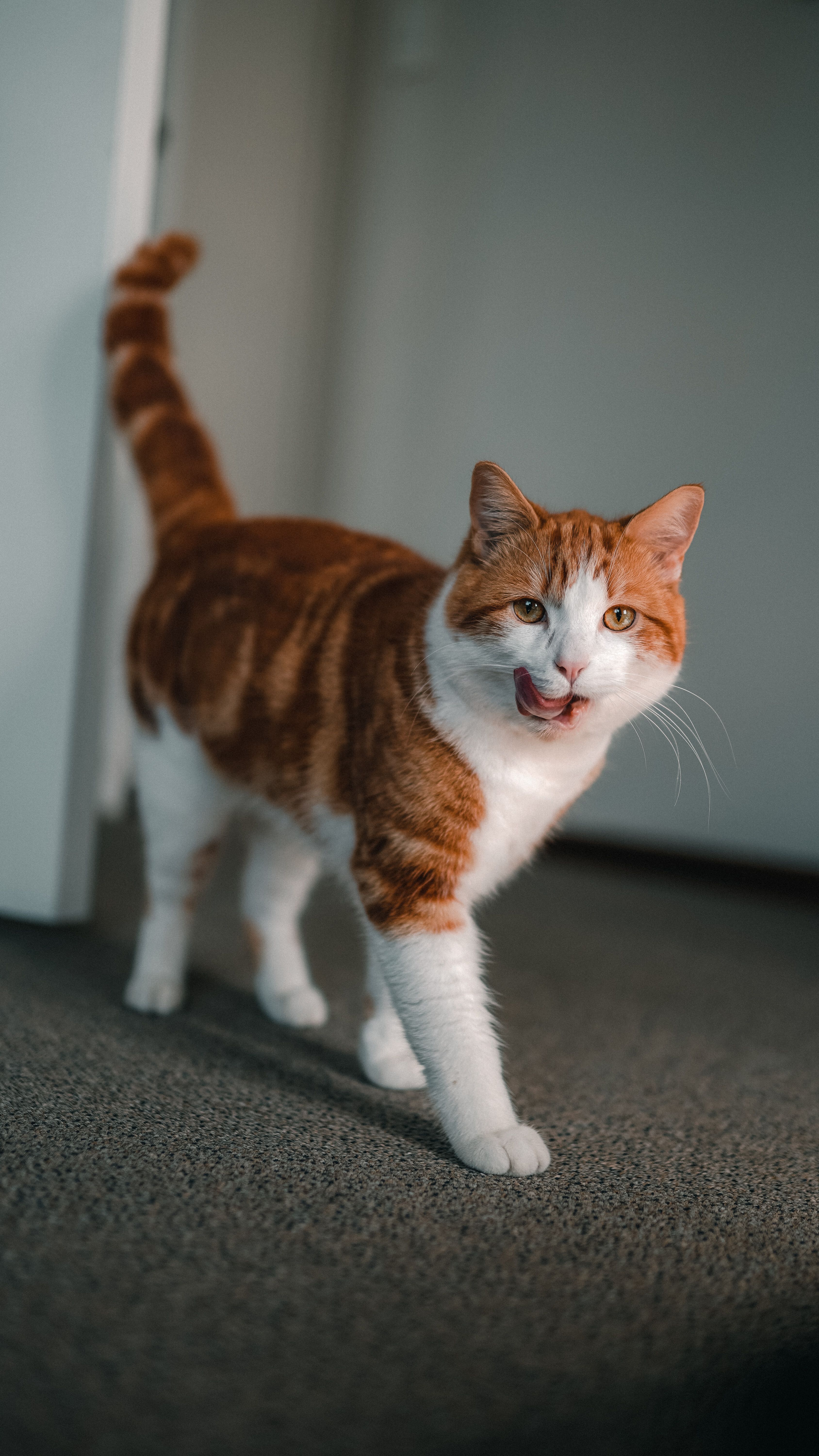Cat Tongue Photos, Download The BEST Free Cat Tongue Stock Photos & HD ...