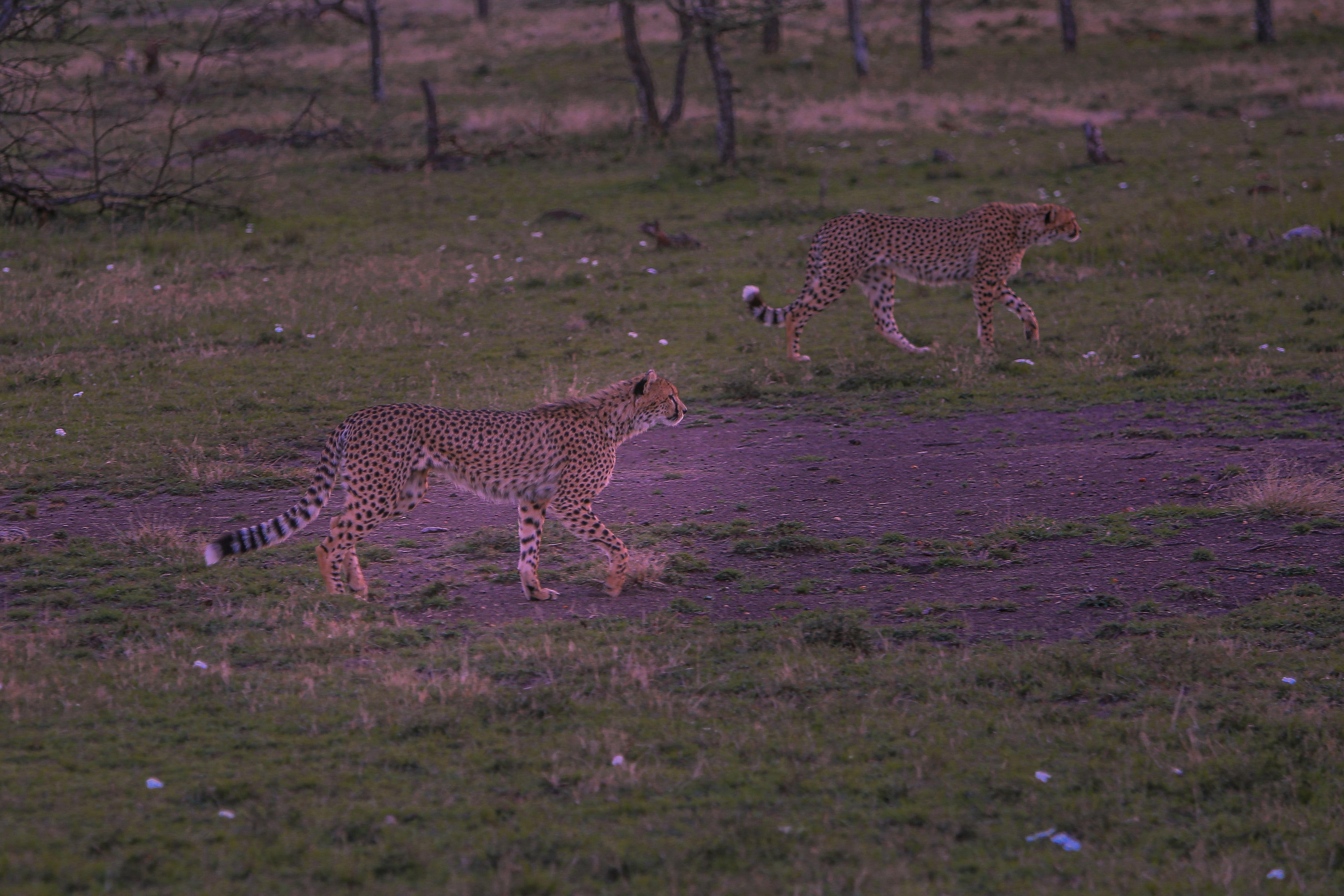 Cheetahs Walking Side by Side · Free Stock Photo