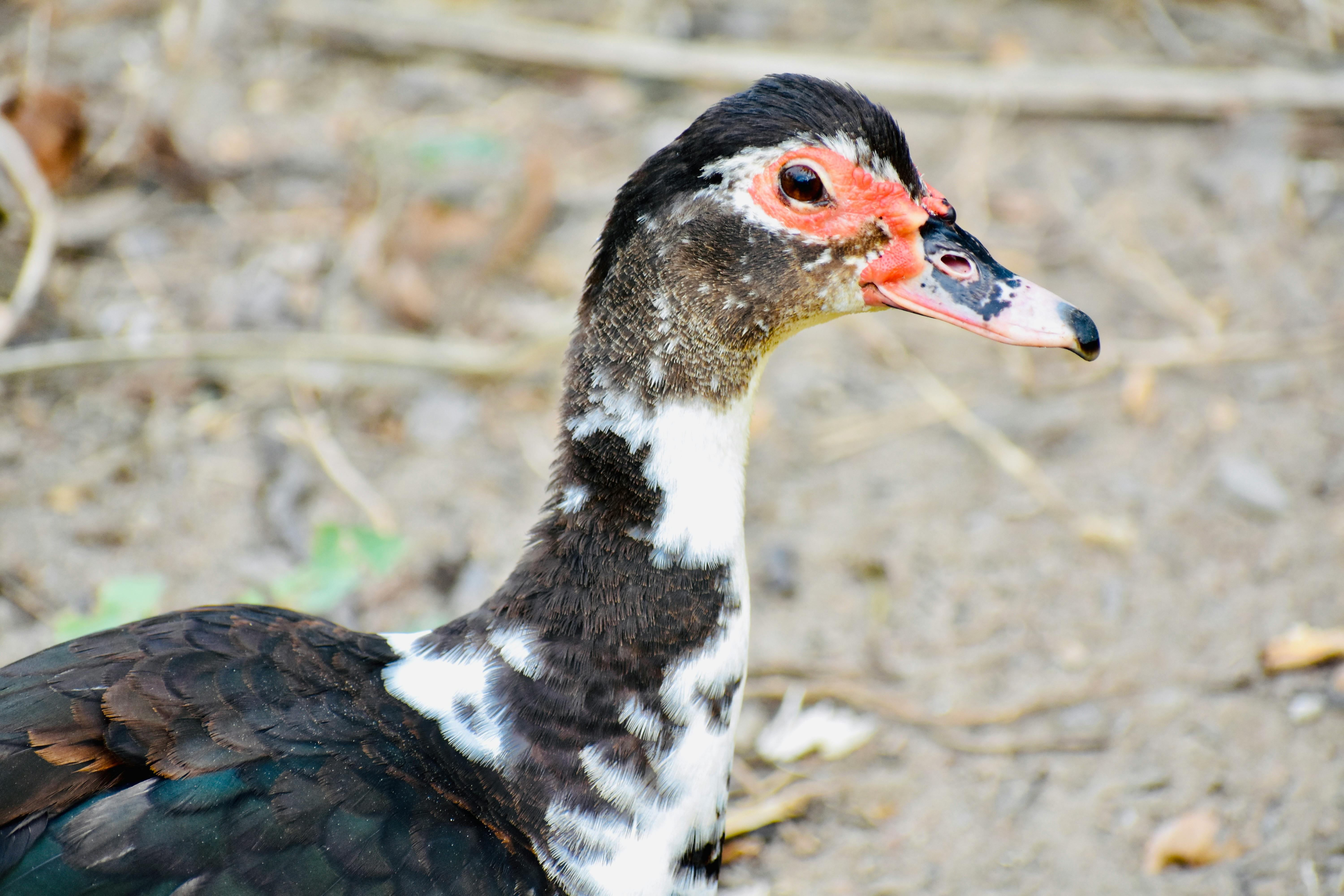 Desktop Backgrounds Duck Photos, Download The BEST Free Desktop ...