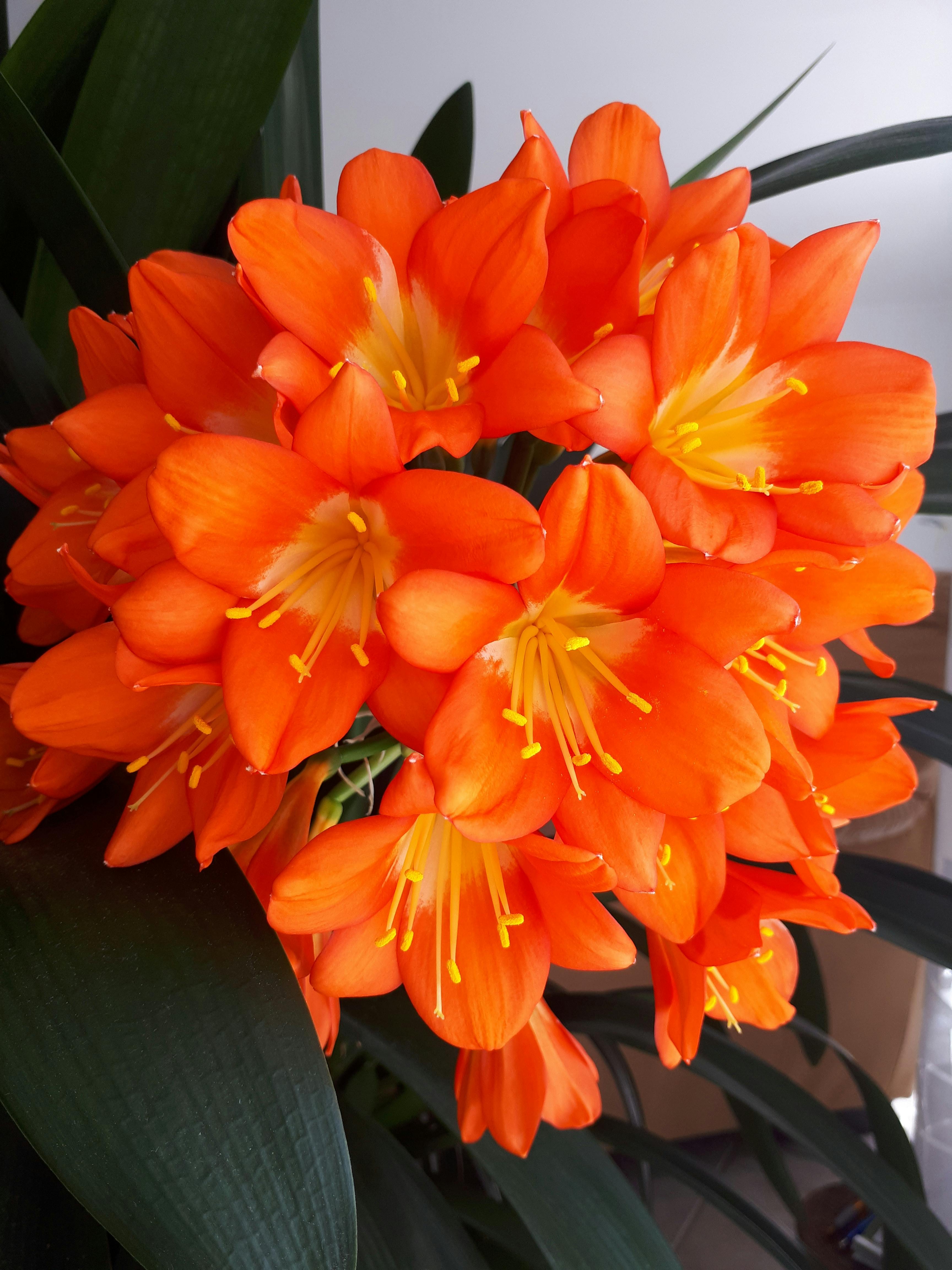 Mina-Marie Michell - 摄影