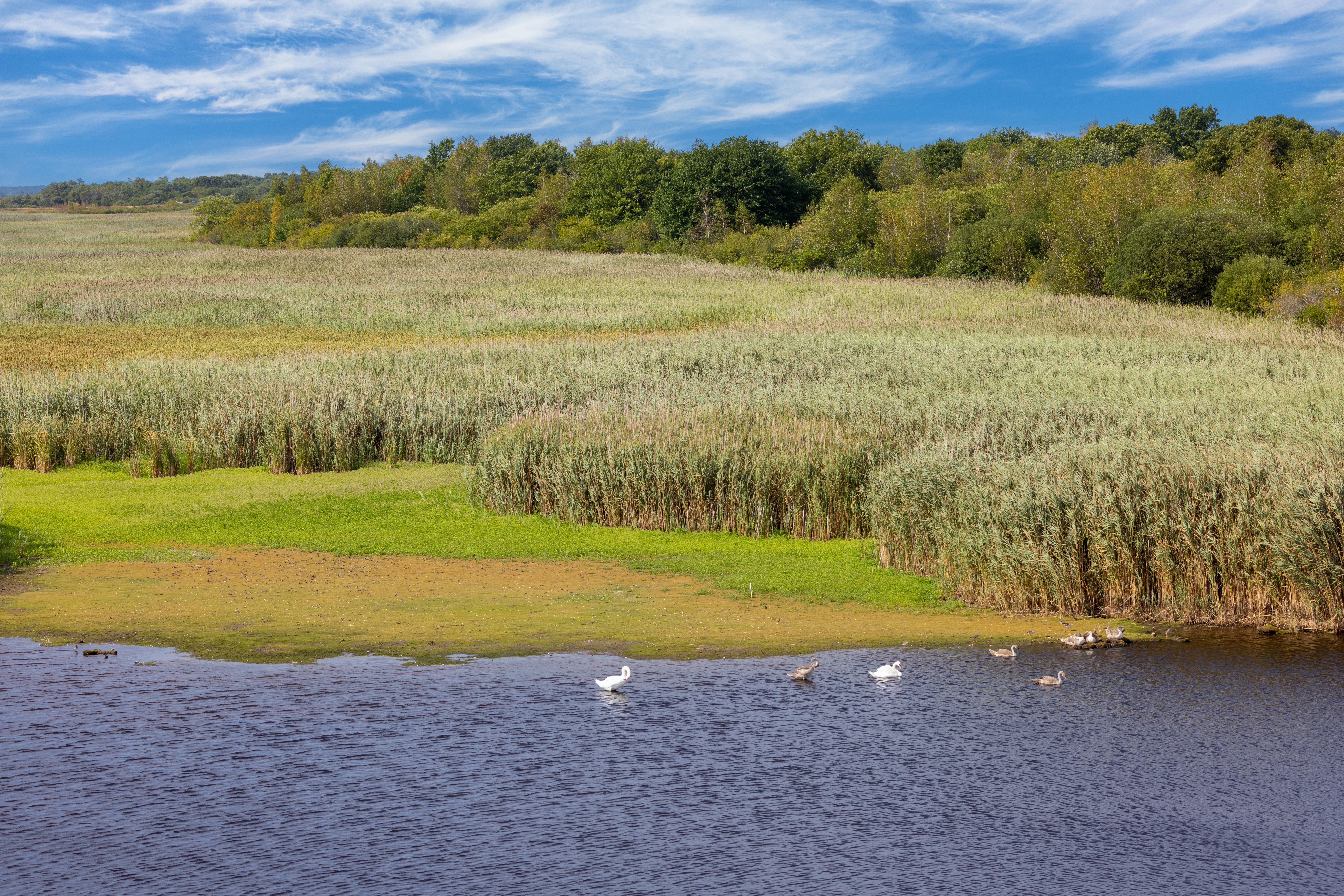 Green Grass Field Near the River · Free Stock Photo