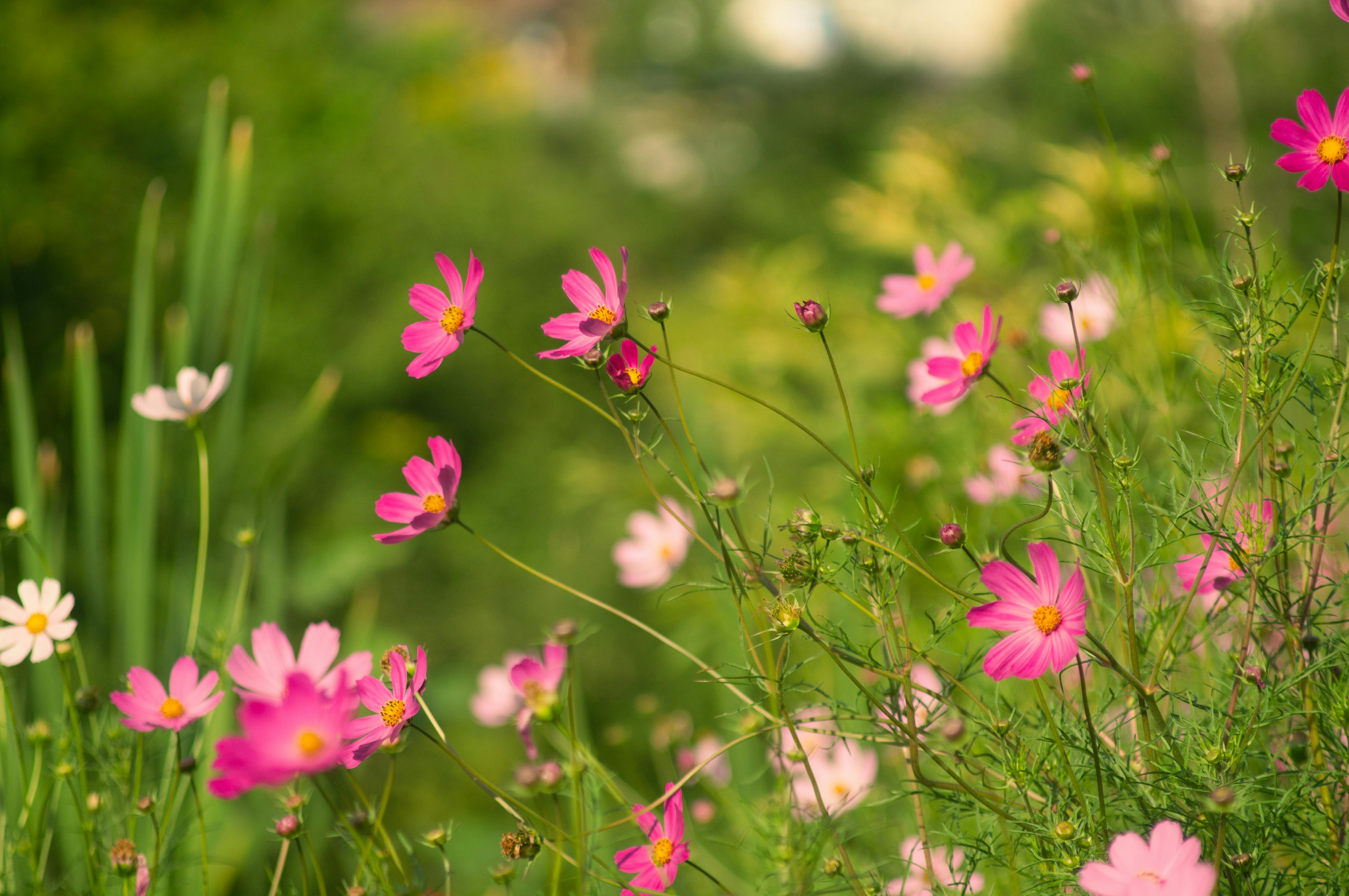 Pink Flowers in Close Up Shot · Free Stock Photo