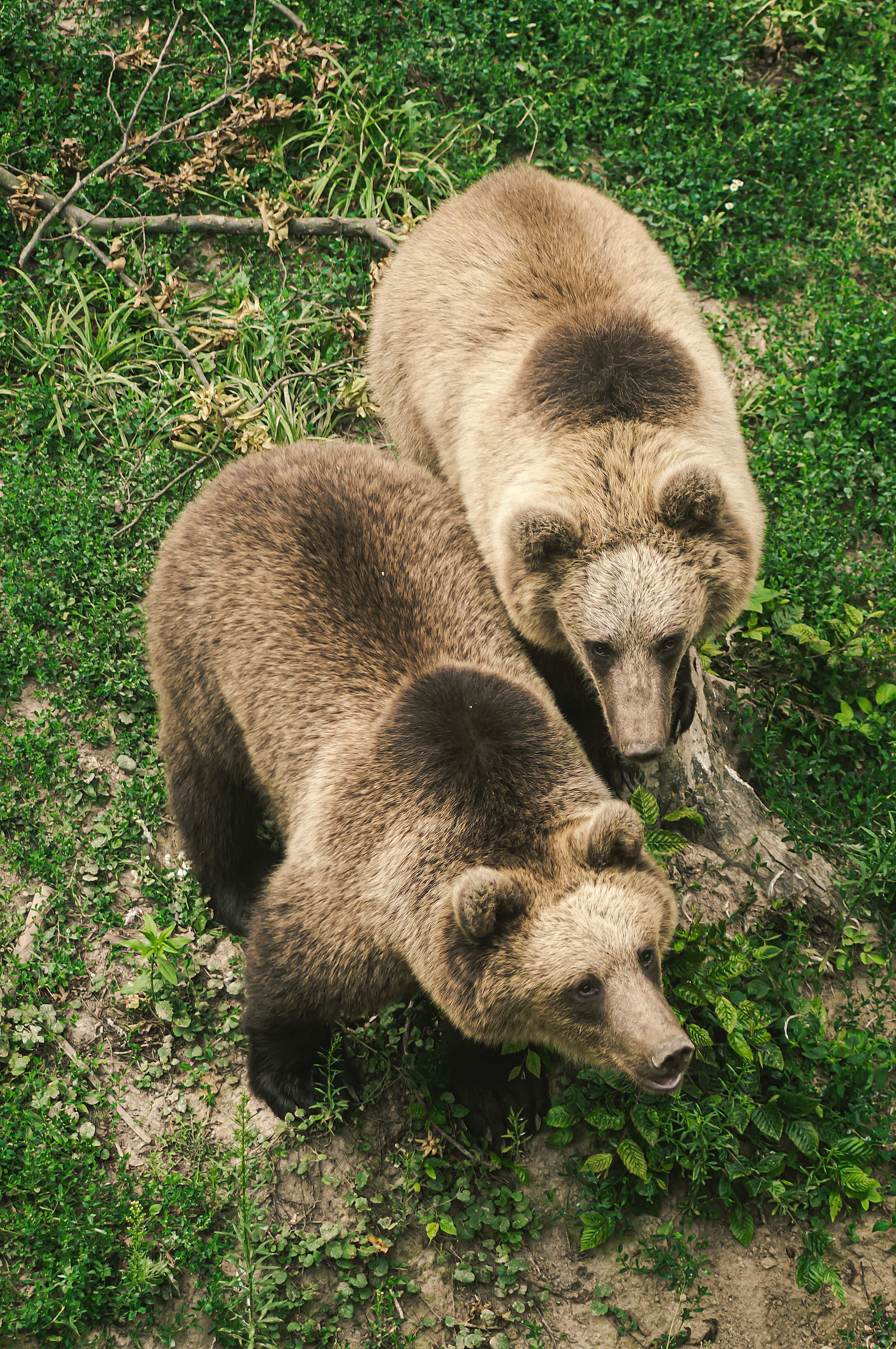 Brown Bears on Green Grass · Free Stock Photo