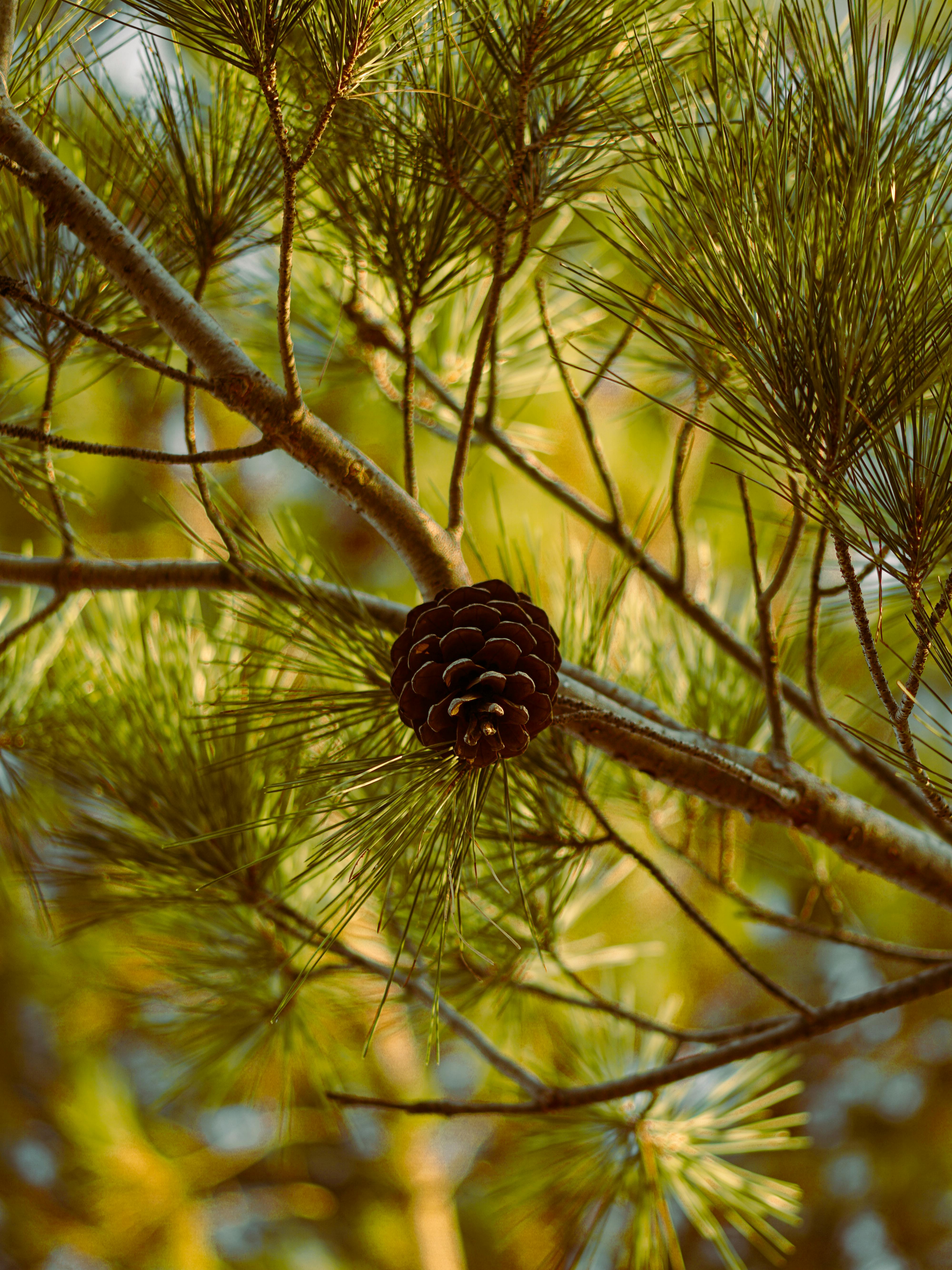 Conifer Cone on Tree Branch · Free Stock Photo