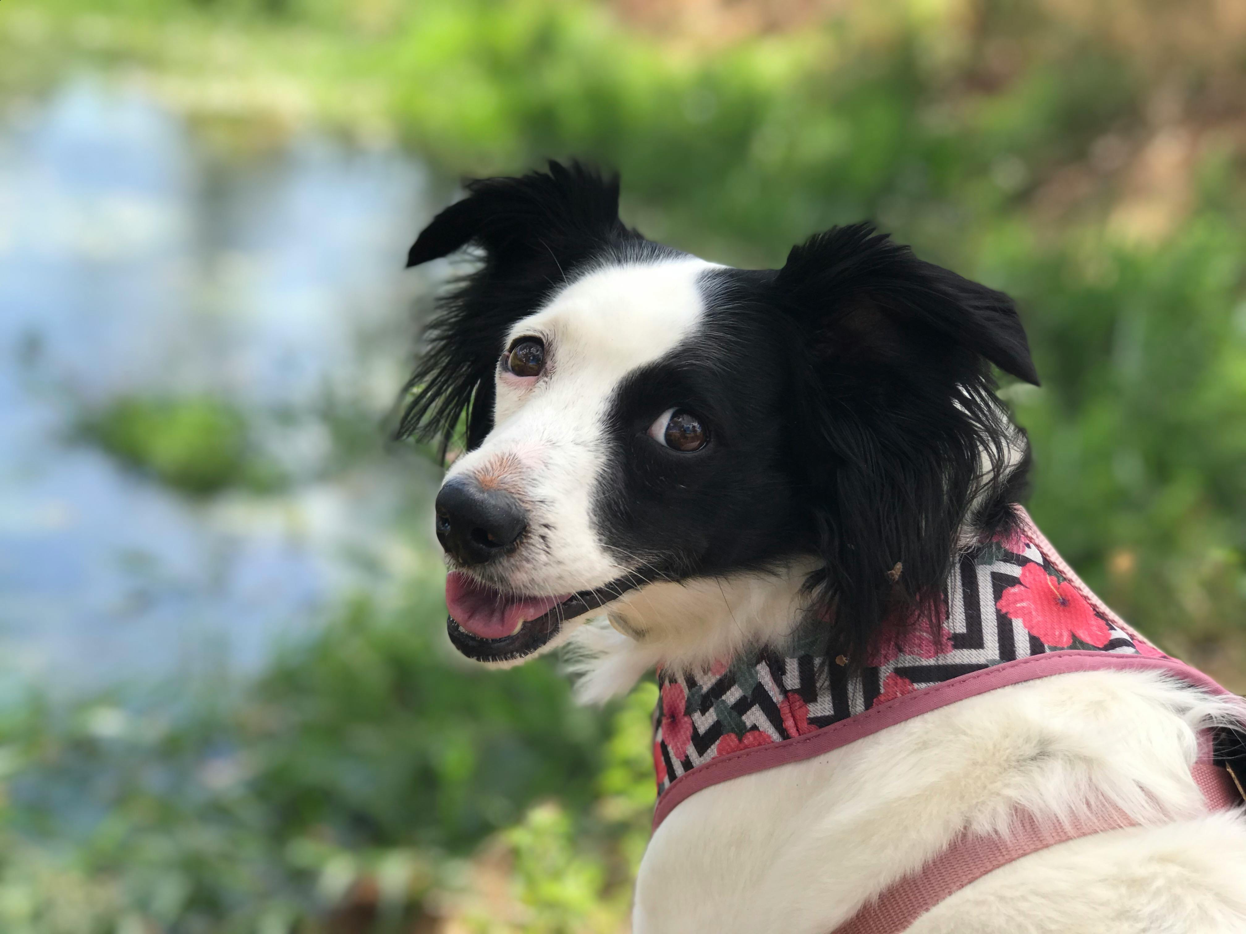 Close Up Photo of a Dog · Free Stock Photo
