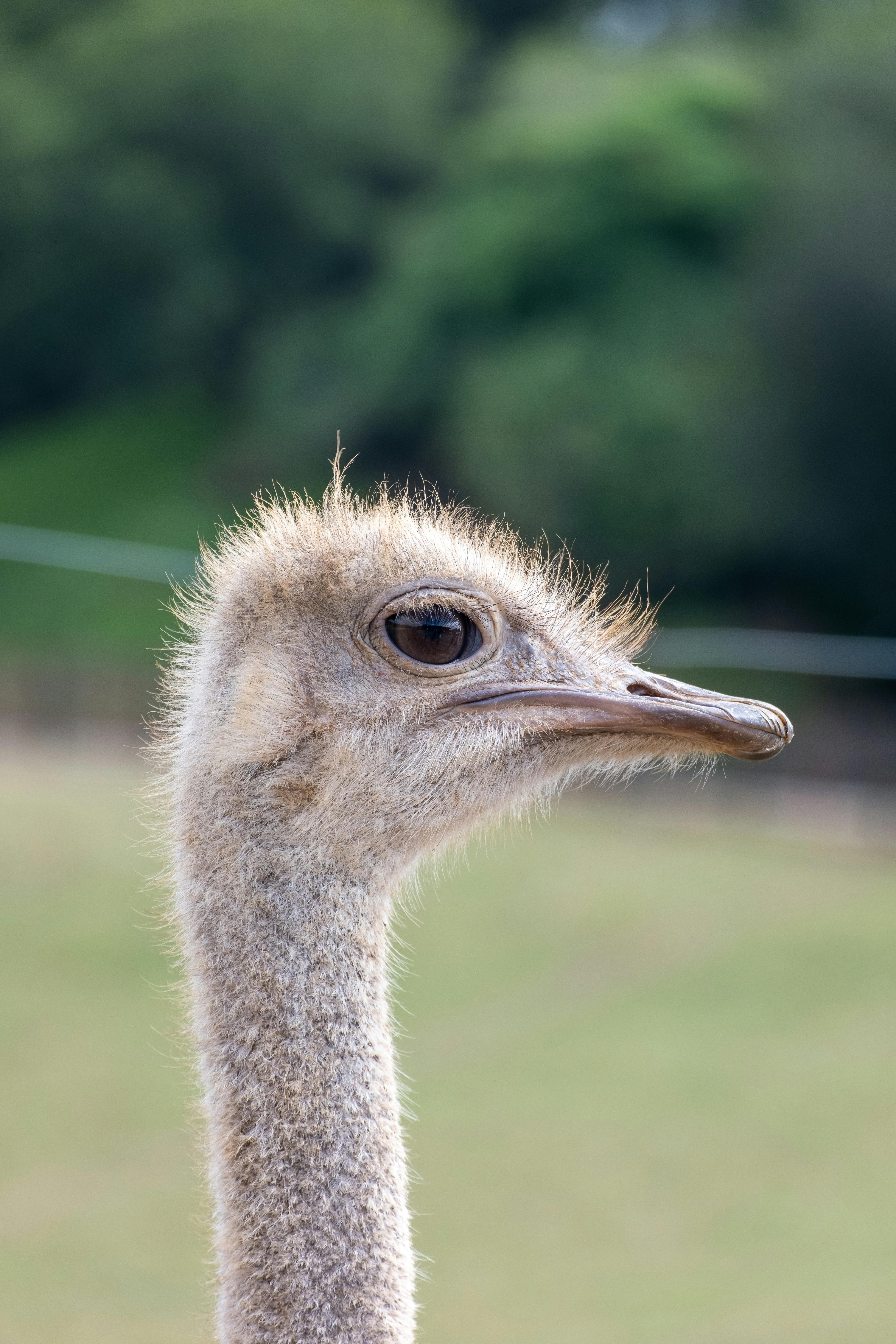 Brown Ostrich · Free Stock Photo