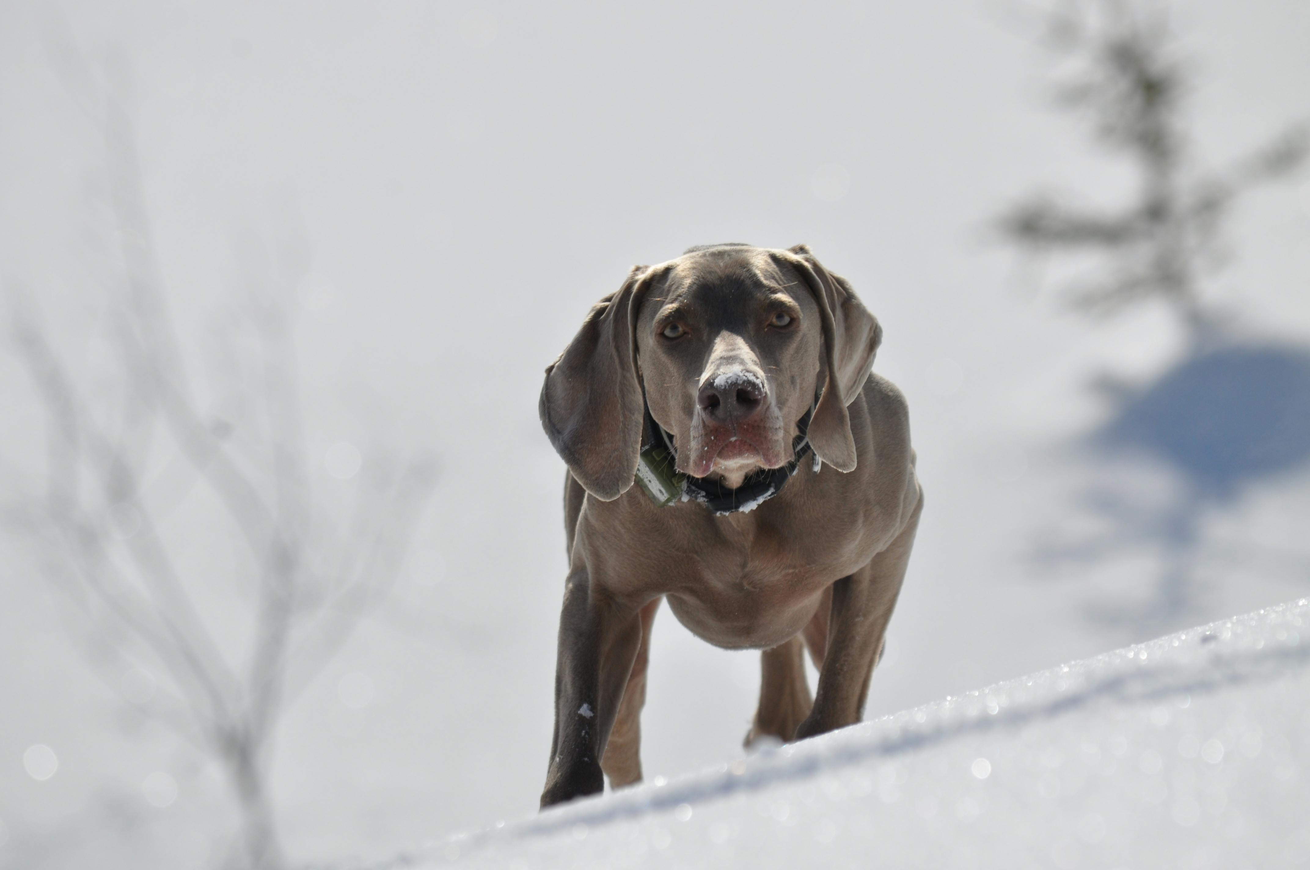 Close-up Photo of Dog on Snow Covered Field During Day · Free Stock Photo