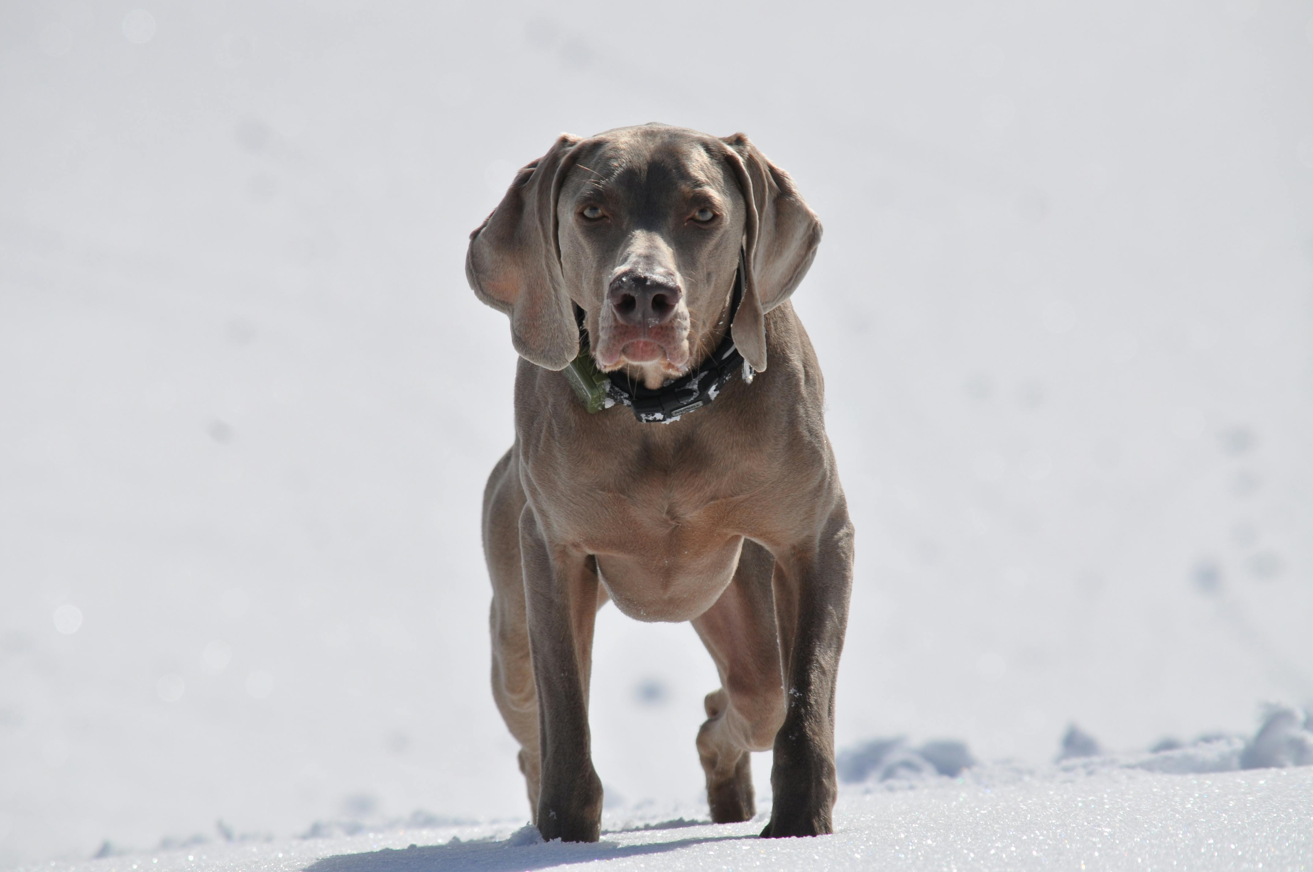 Close-Up Shot of a Dog · Free Stock Photo