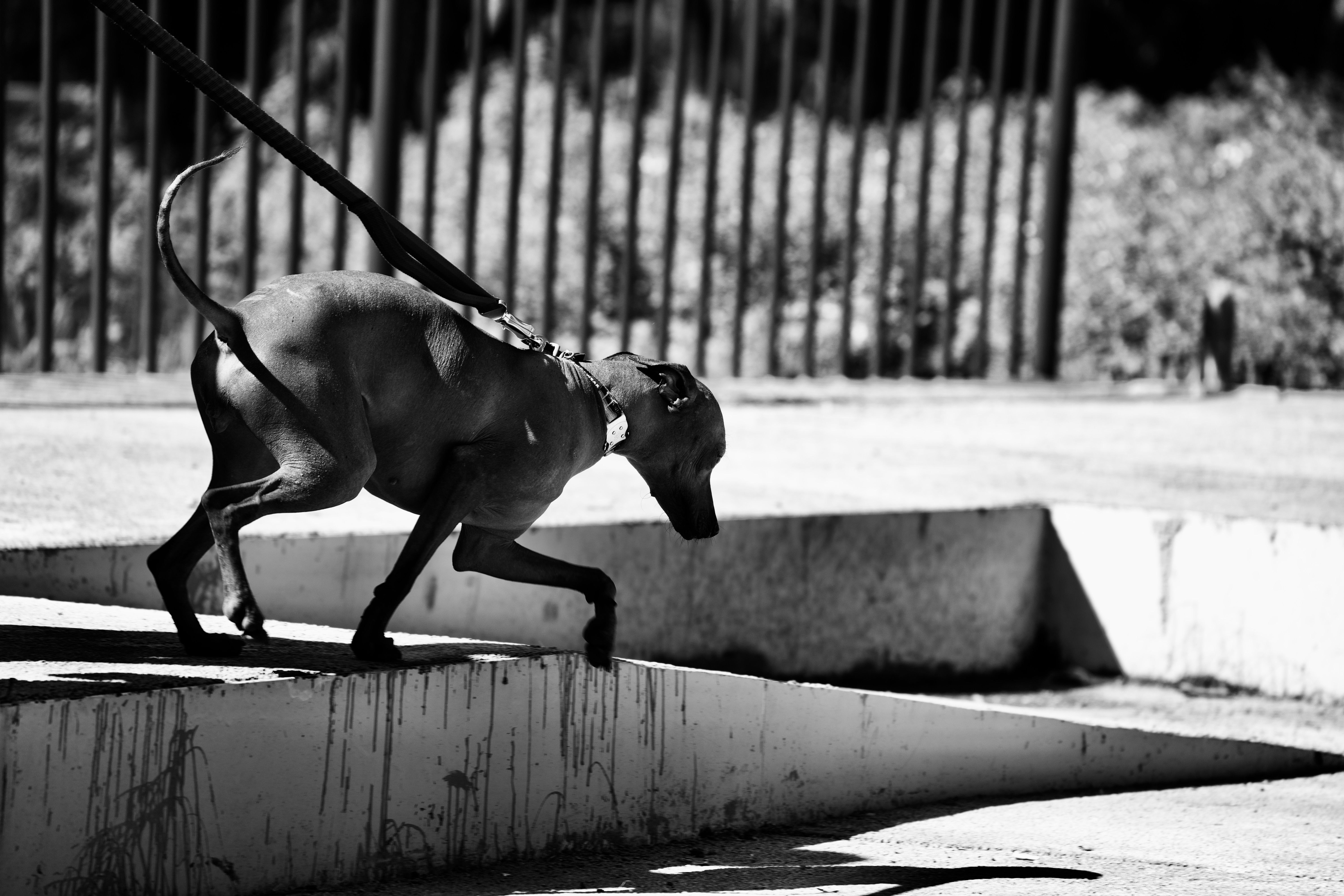 Grayscale Photography of a Dog · Free Stock Photo