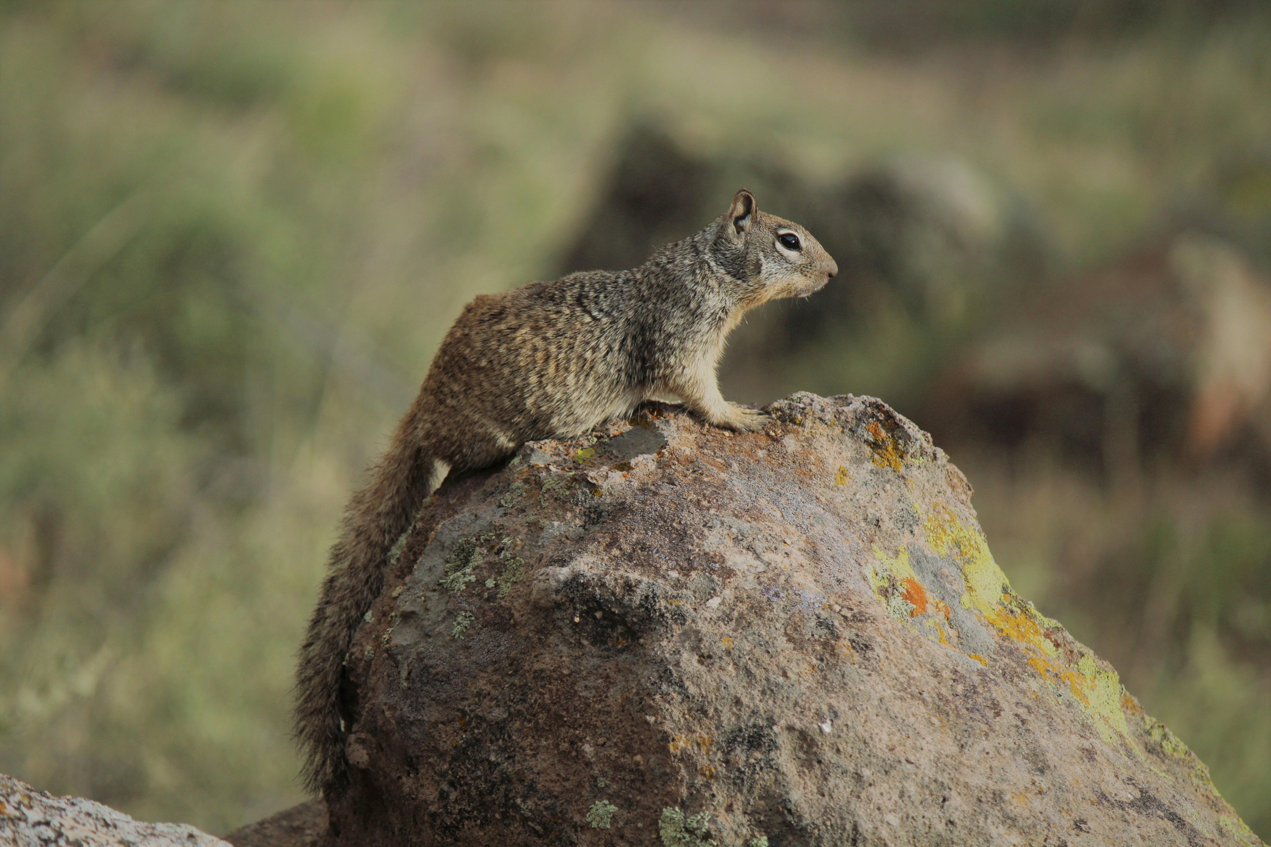 OTOSPERMOPHILUS BEECHEYI GROUND SQUIRREL FACTS