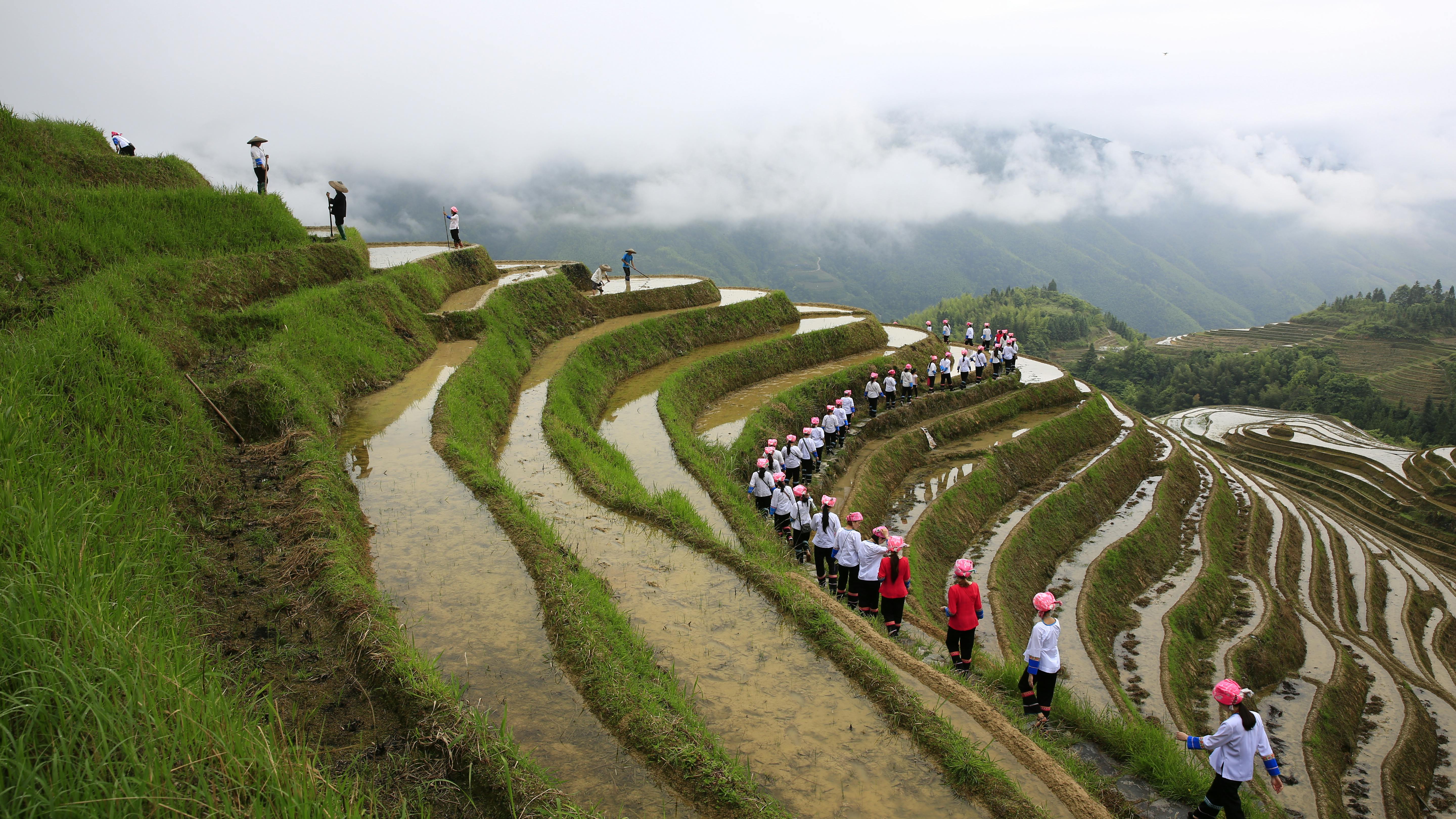 Group of People Standing on a Paddy Field · Free Stock Photo
