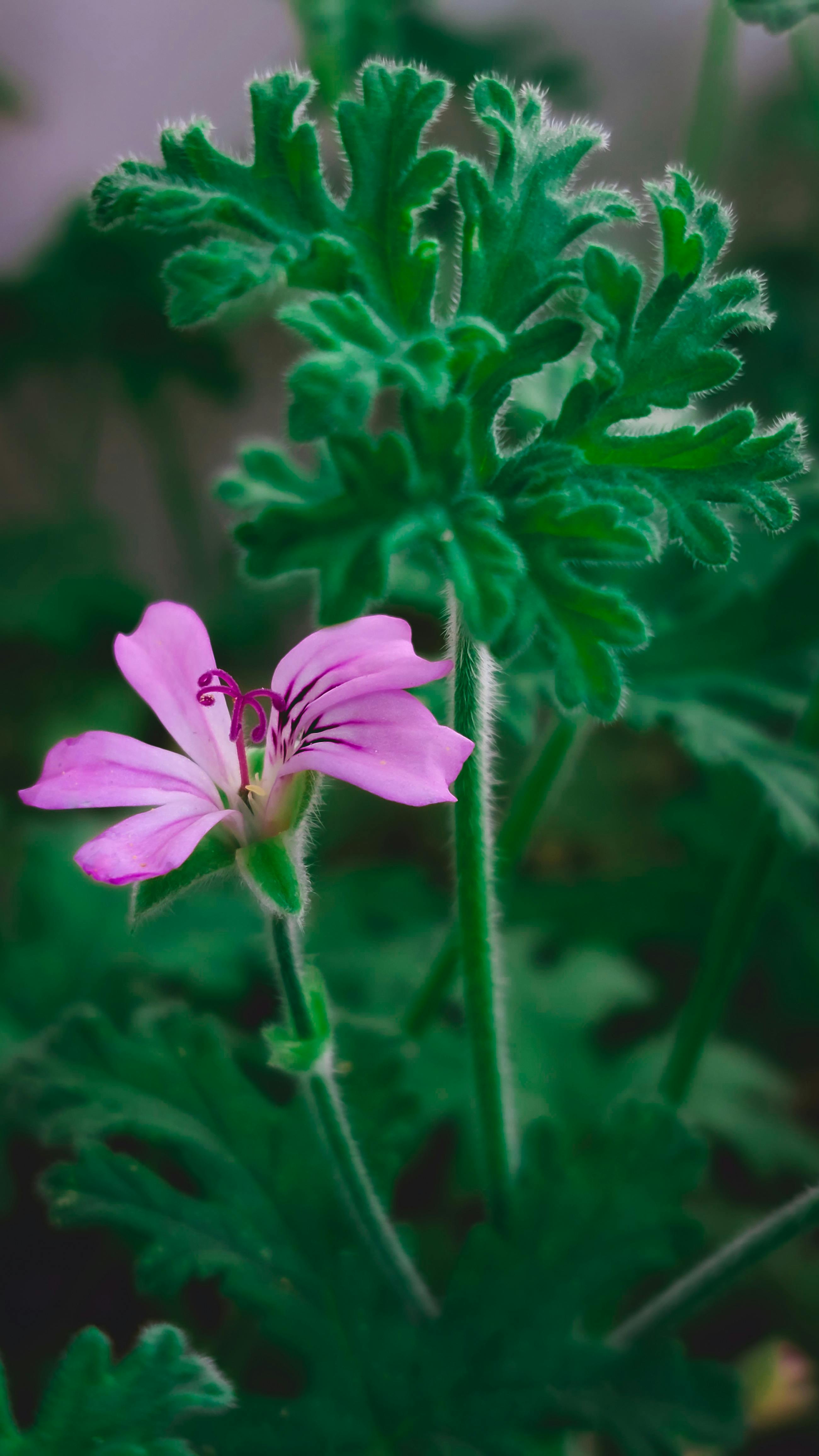 Pink Flower on the Stem of a Plant · Free Stock Photo