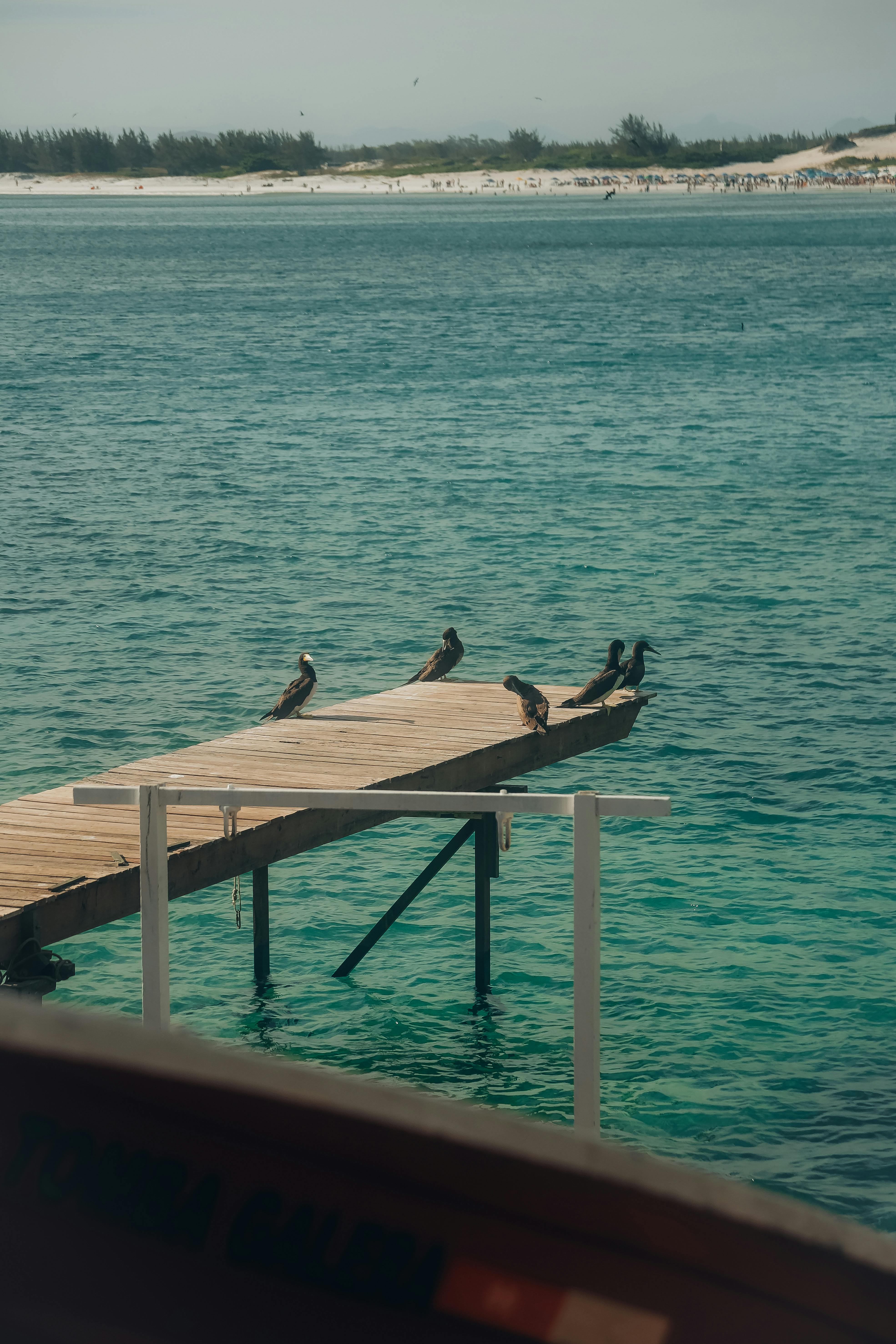 Black Birds on Brown Wooden Dock · Free Stock Photo