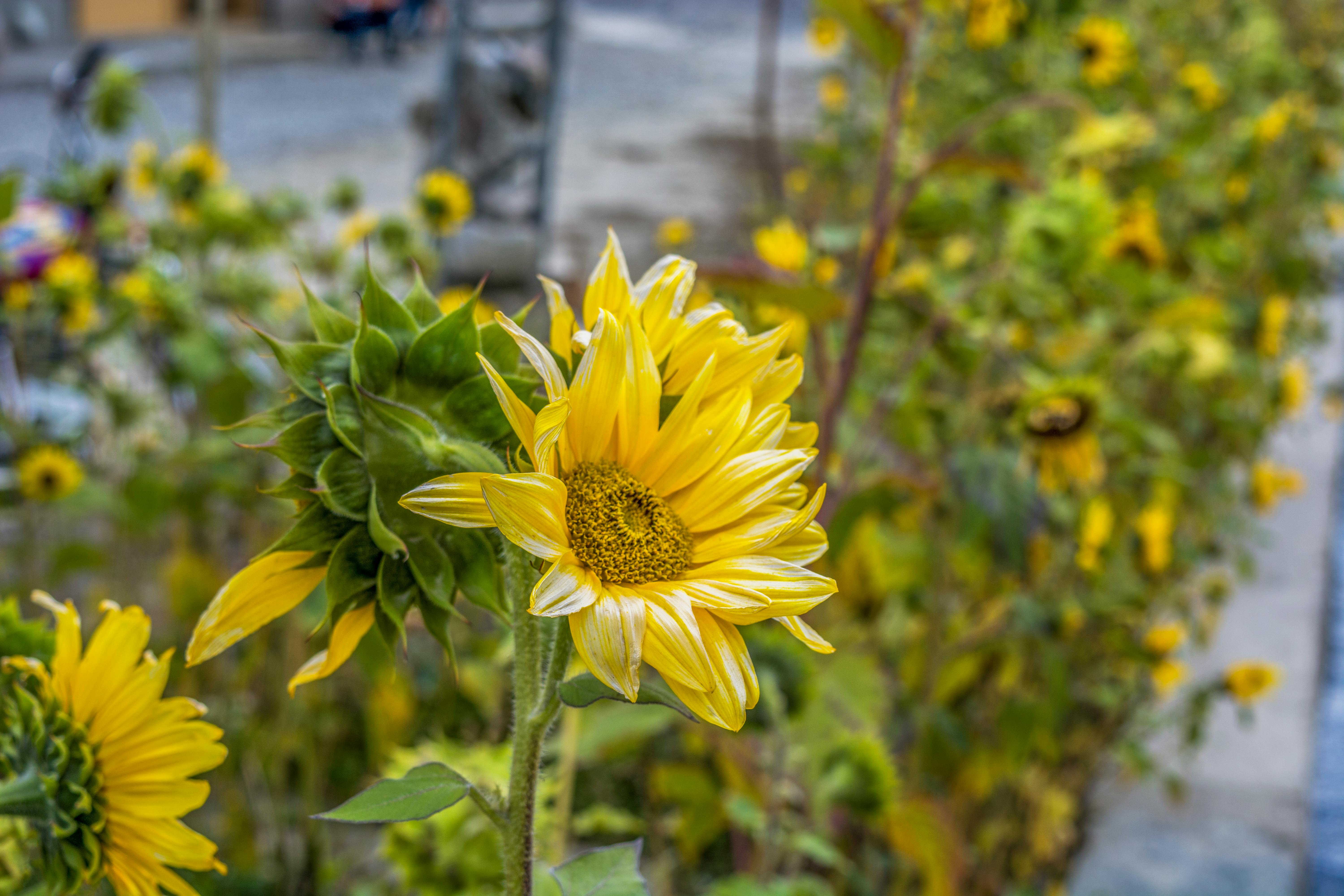 Foto profissional gratuita de amarelo, flor amarela, flores amarelas
