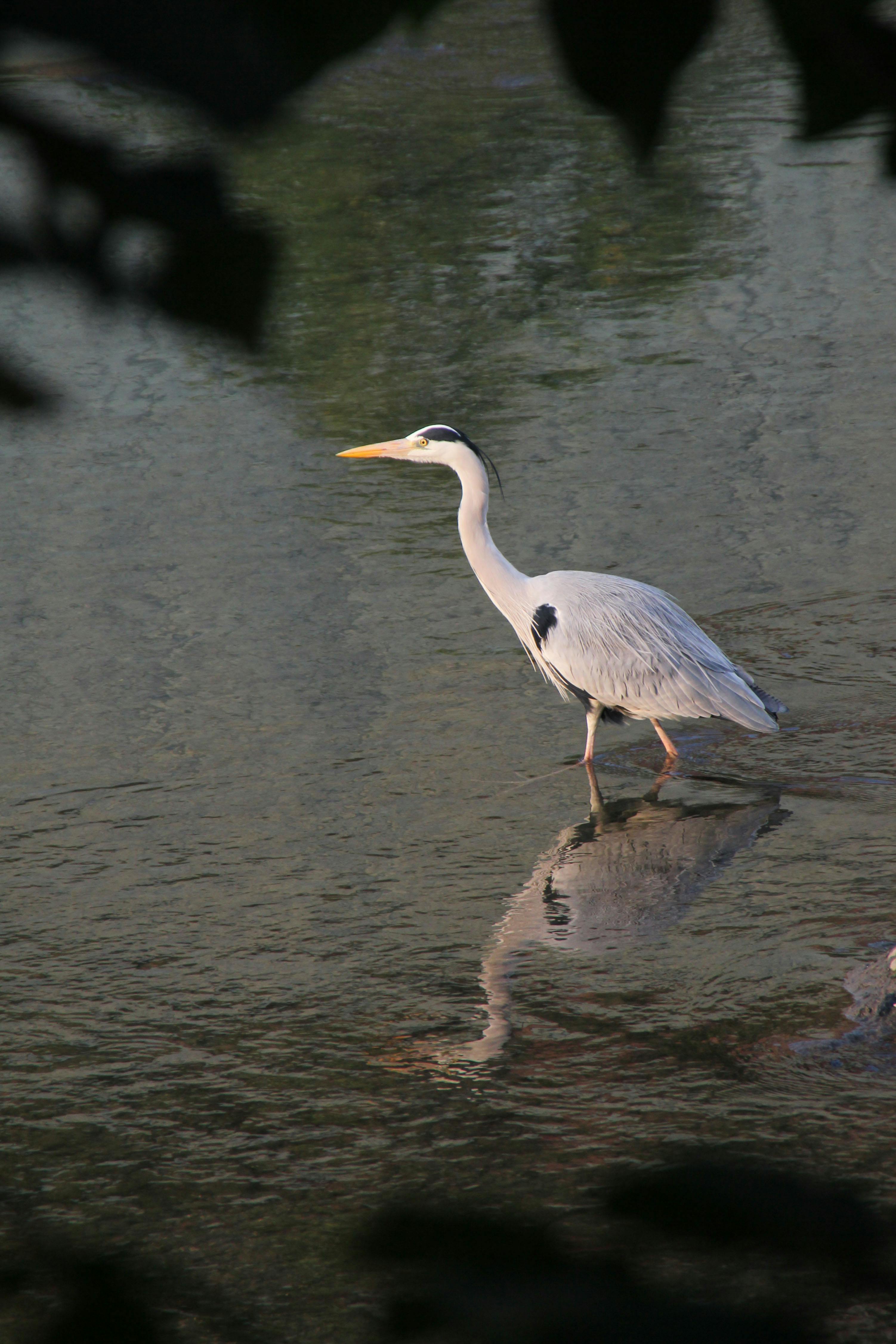 Heron in Water · Free Stock Photo