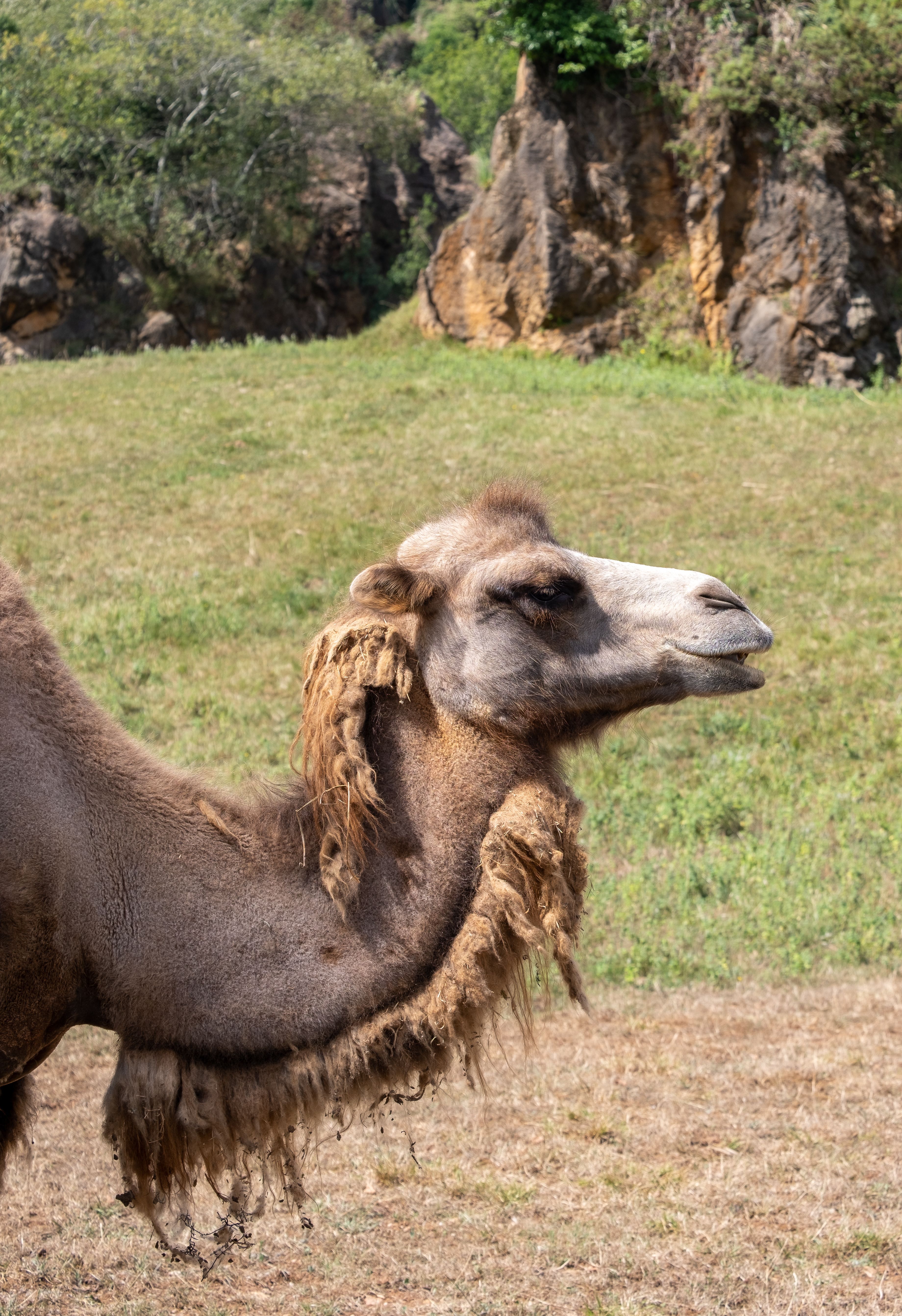 Camel on Green Grass Field · Free Stock Photo