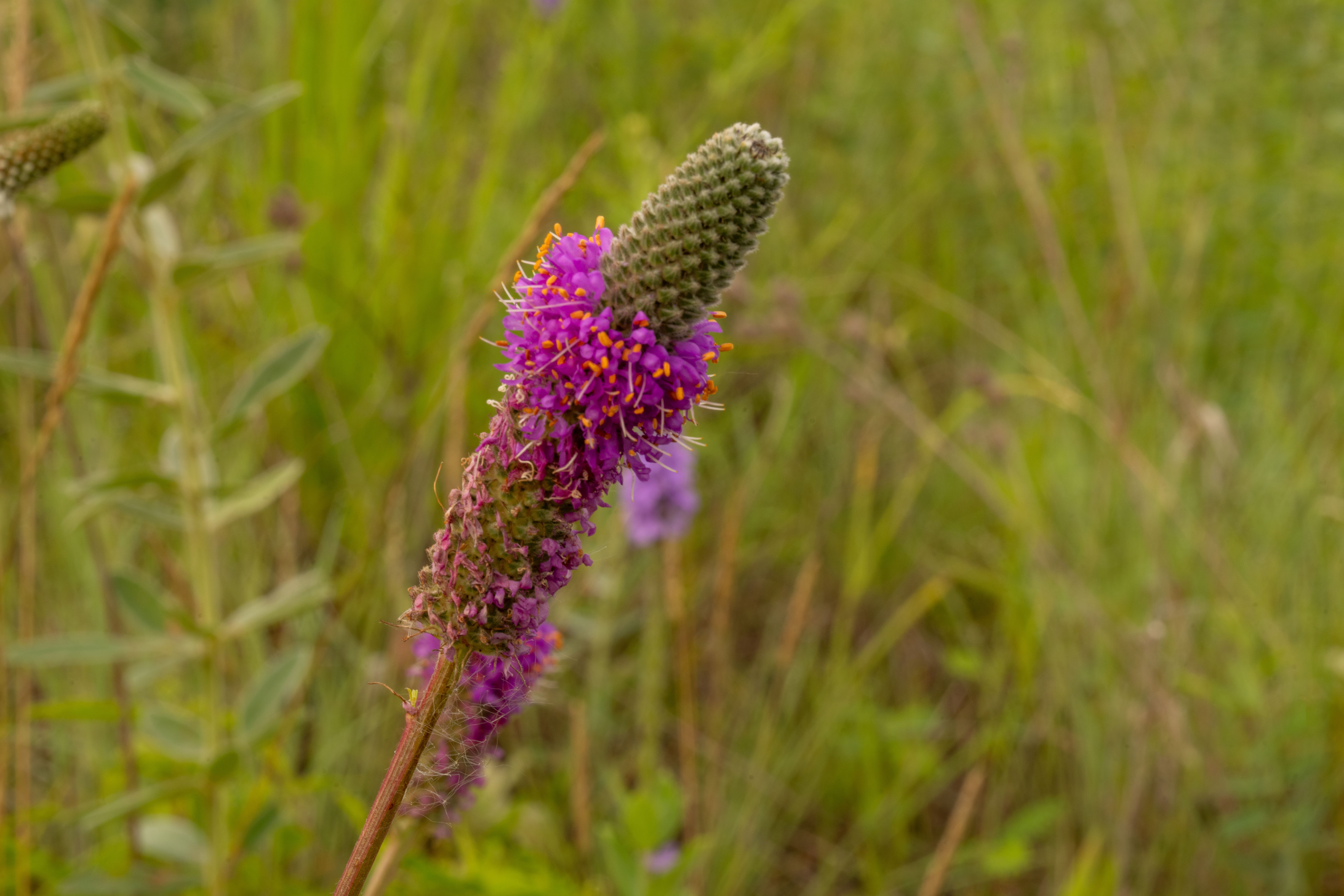 Purple Prairie Clover in Close-up Photography · Free Stock Photo
