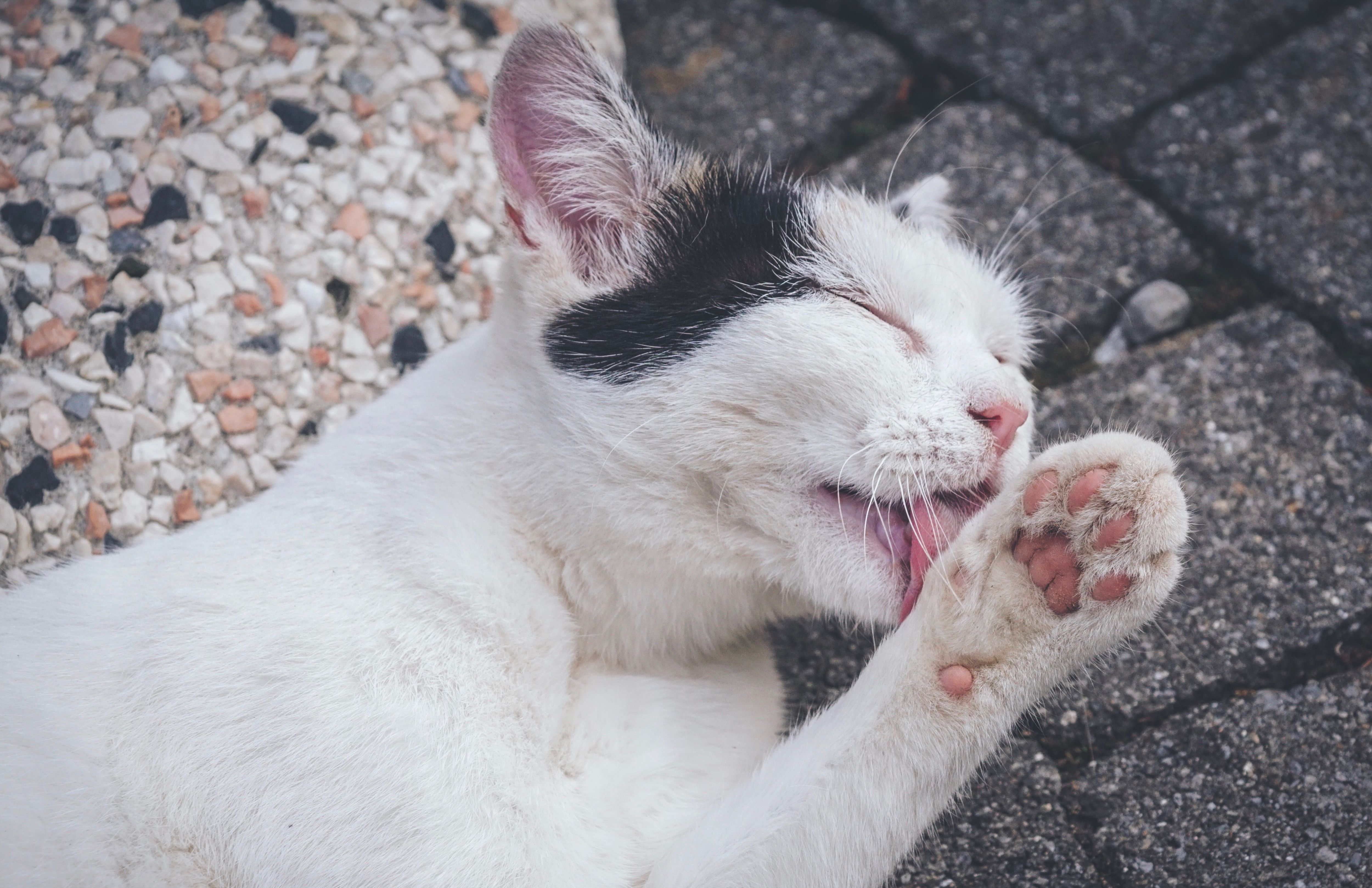 Foto En Primer Plano De Gato Lamiendo Su Pata · Fotos de stock gratuitas