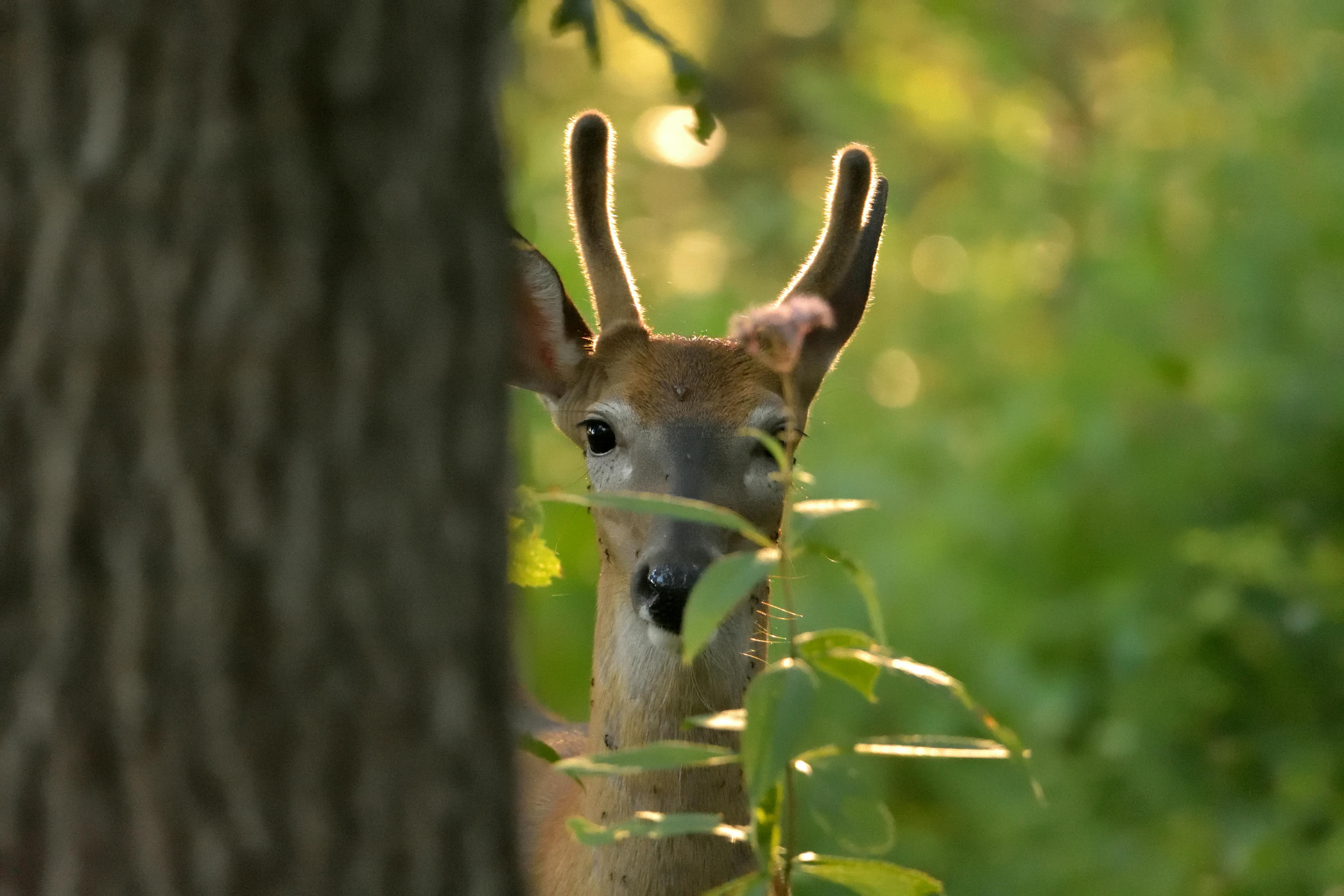 A Deer Behind Green Plant · Free Stock Photo