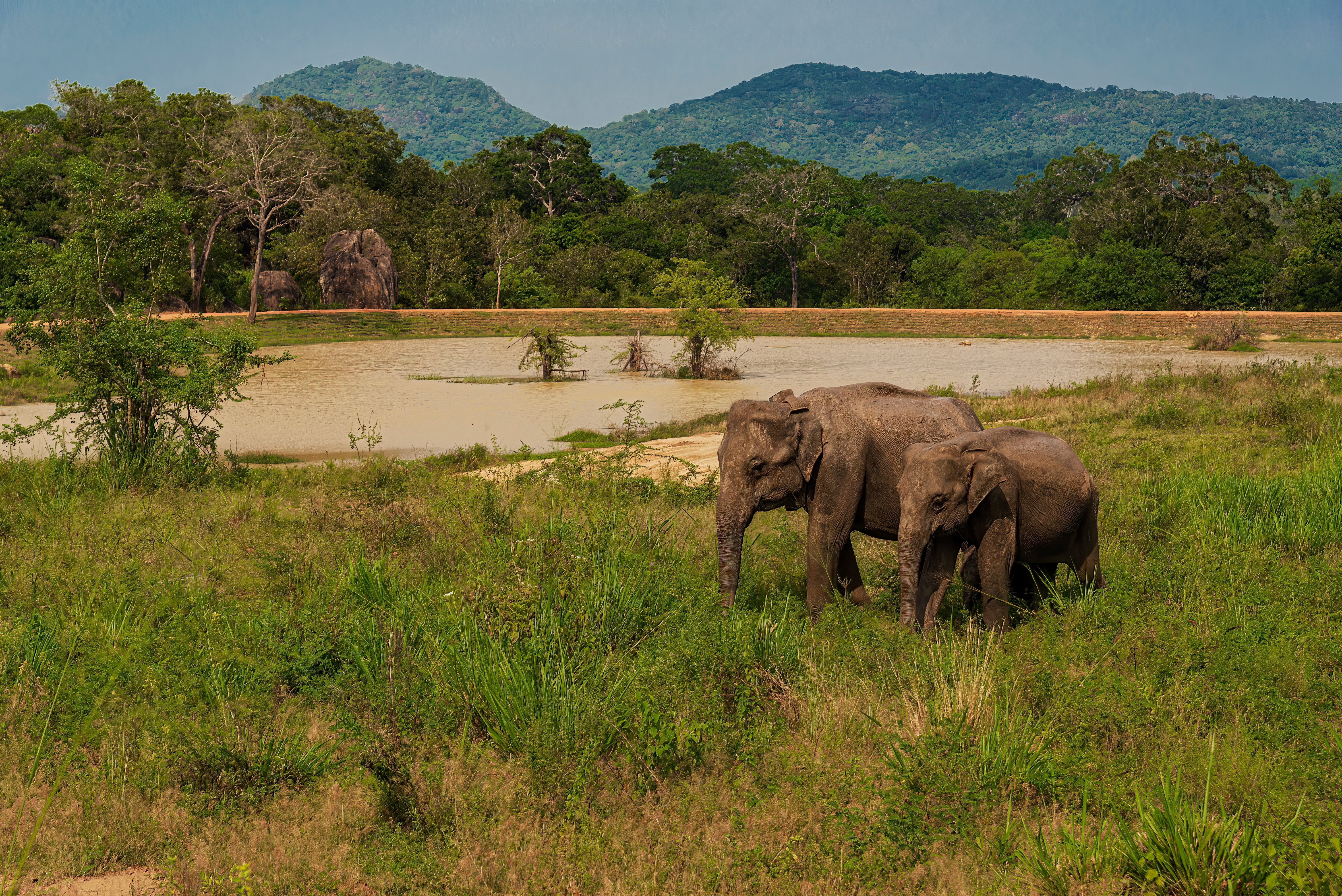 Elephants on Green Grass Field · Free Stock Photo