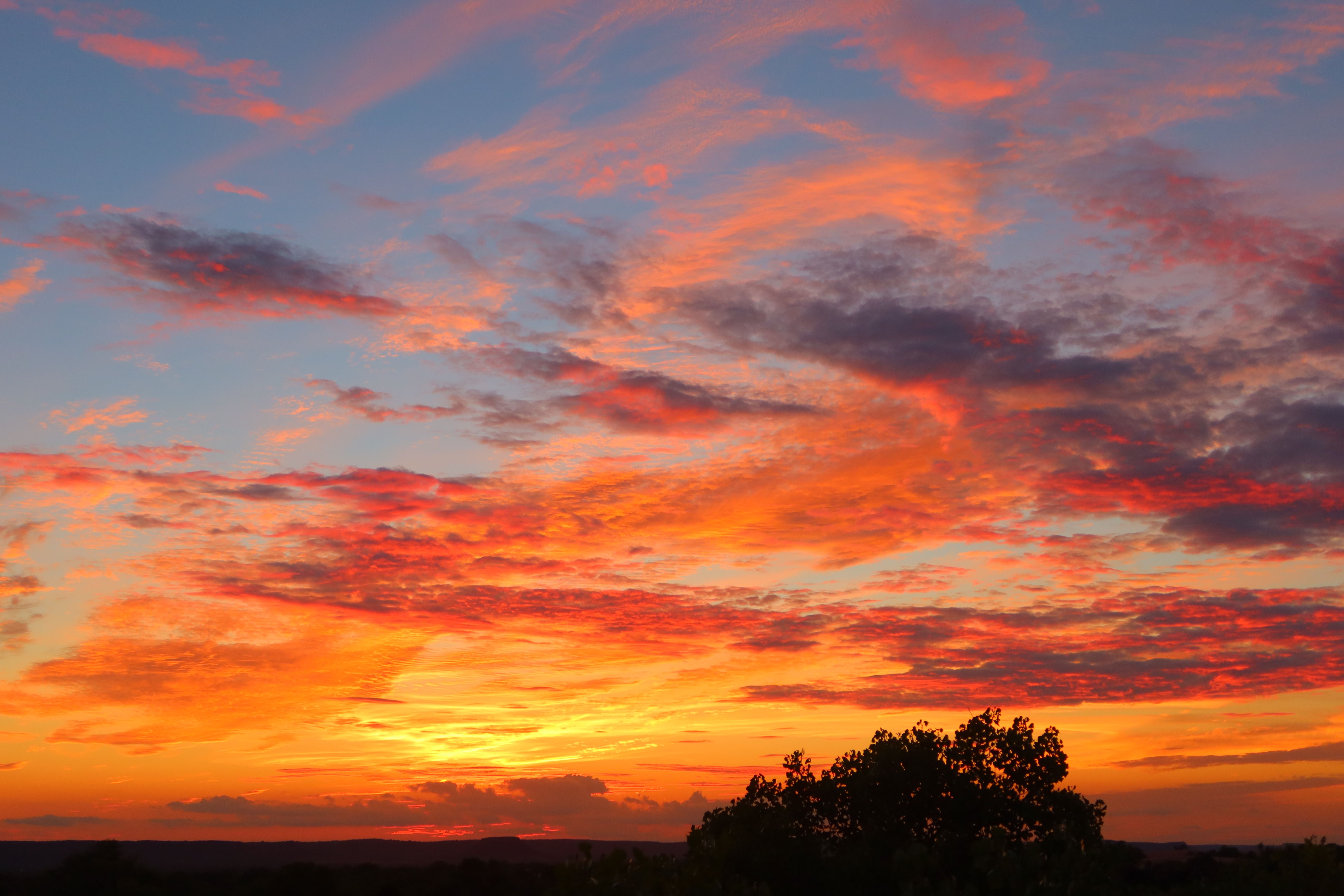 Silhouette of a Tree during Sunset · Free Stock Photo