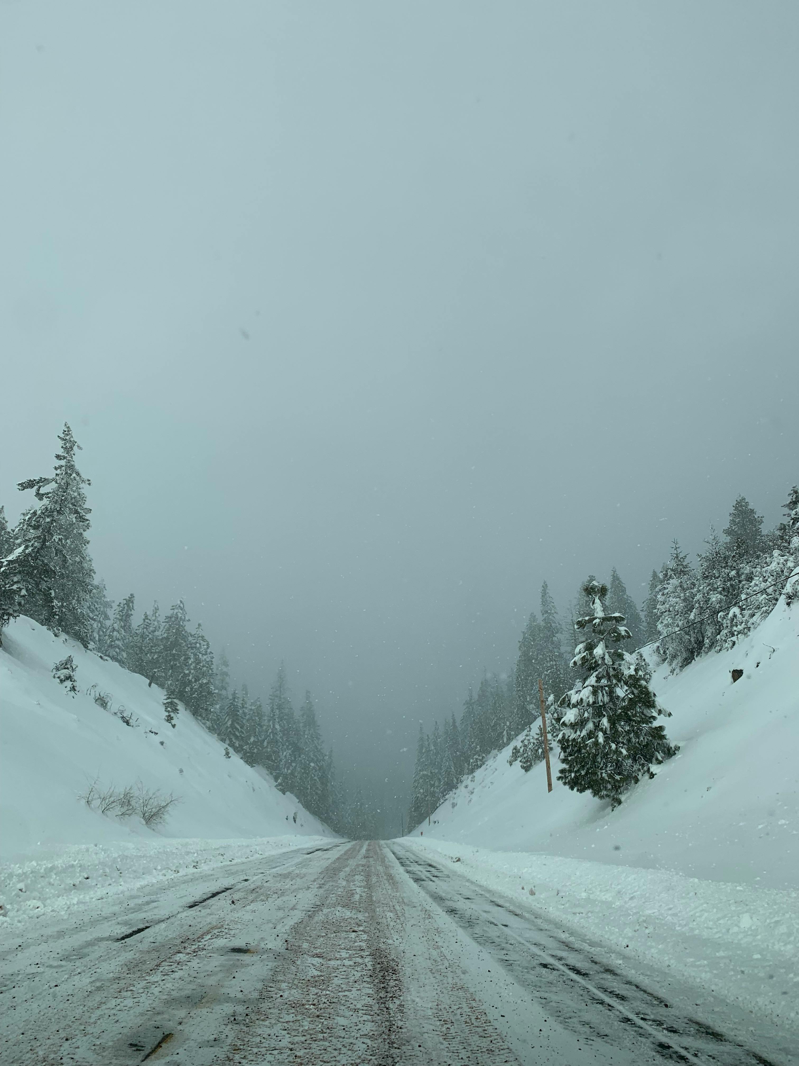 Snow Covered Road Between Trees · Free Stock Photo