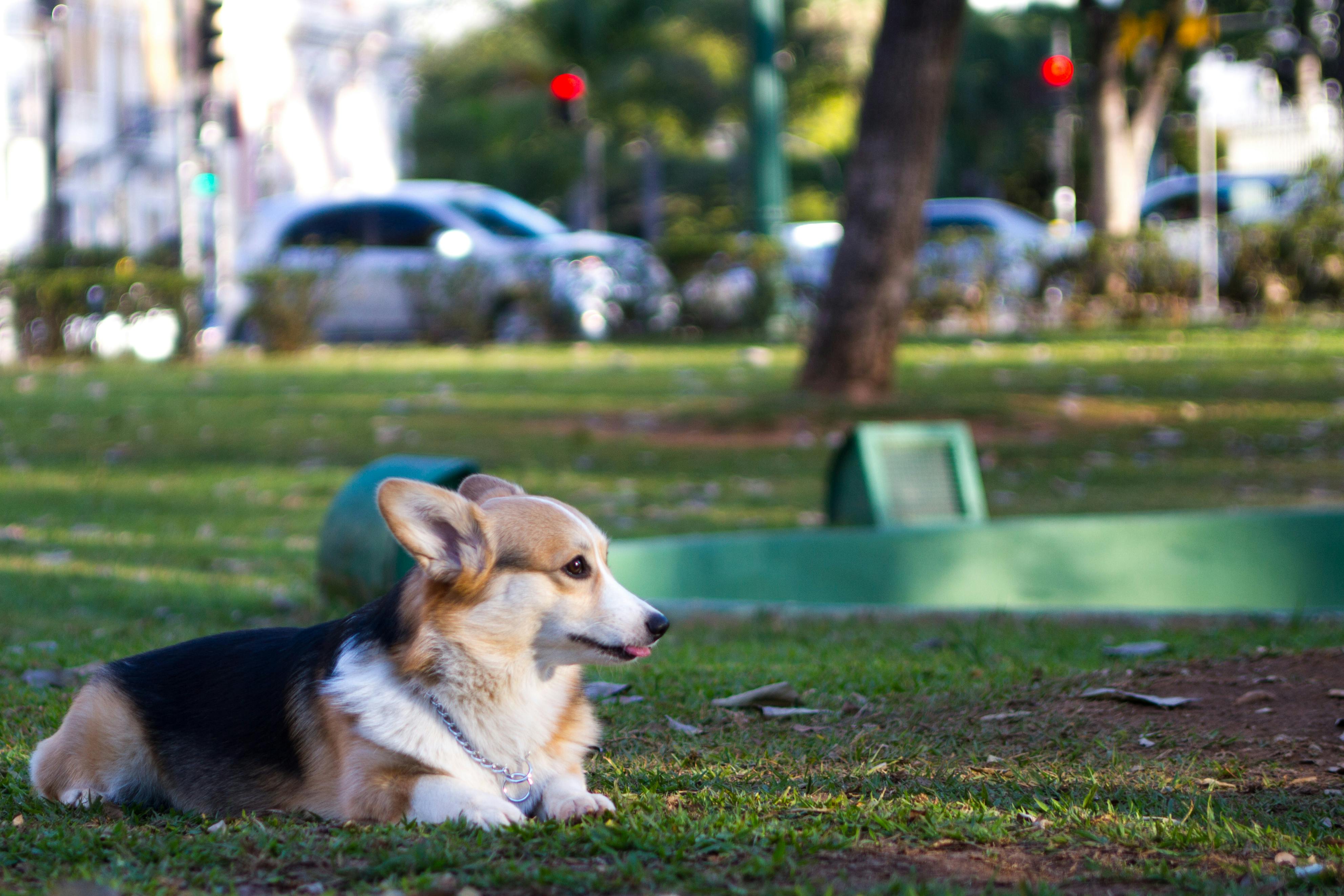 Free stock photo of corgi, dog
