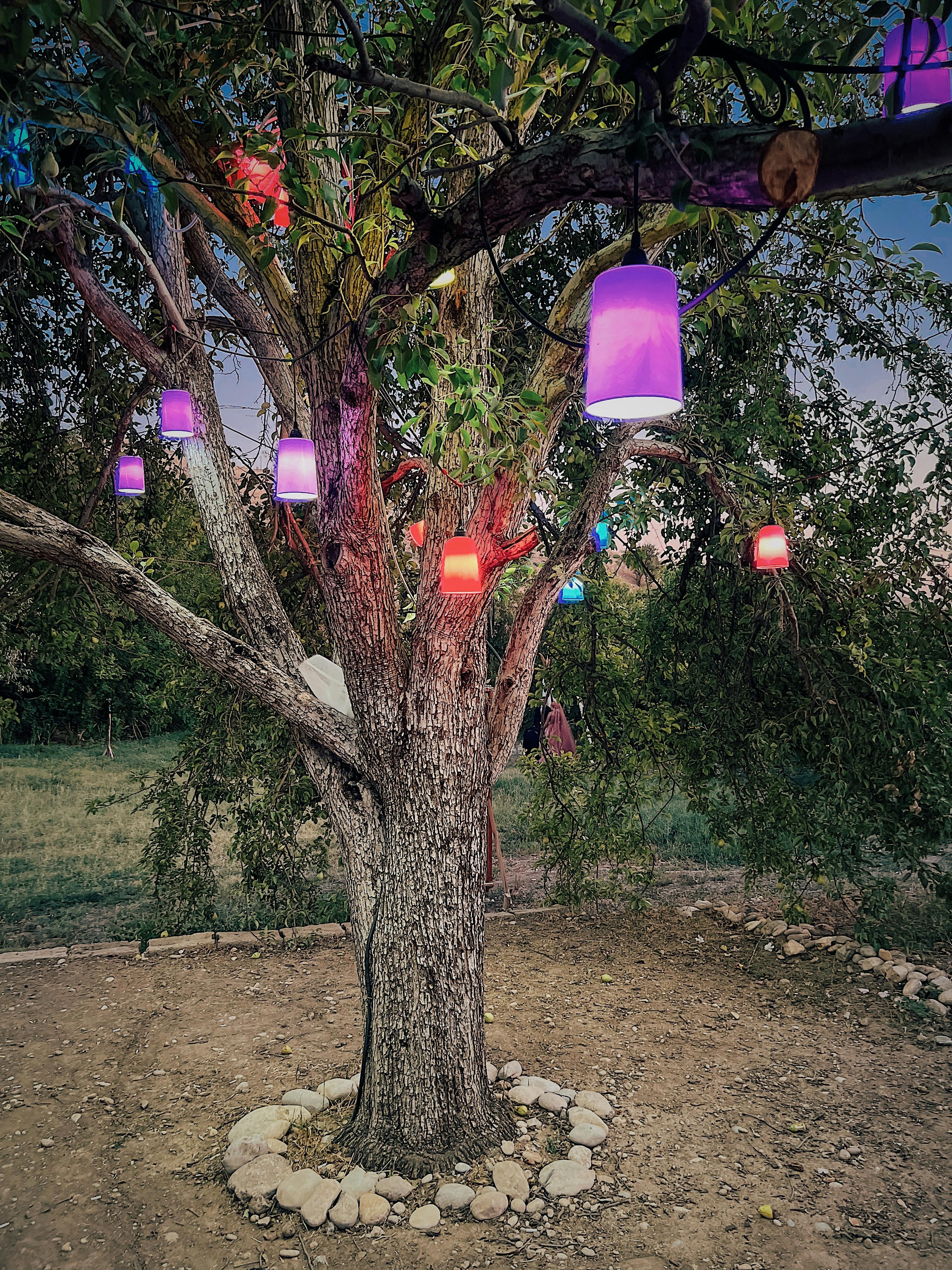 Illuminated Lanterns Hanging on the Tree · Free Stock Photo