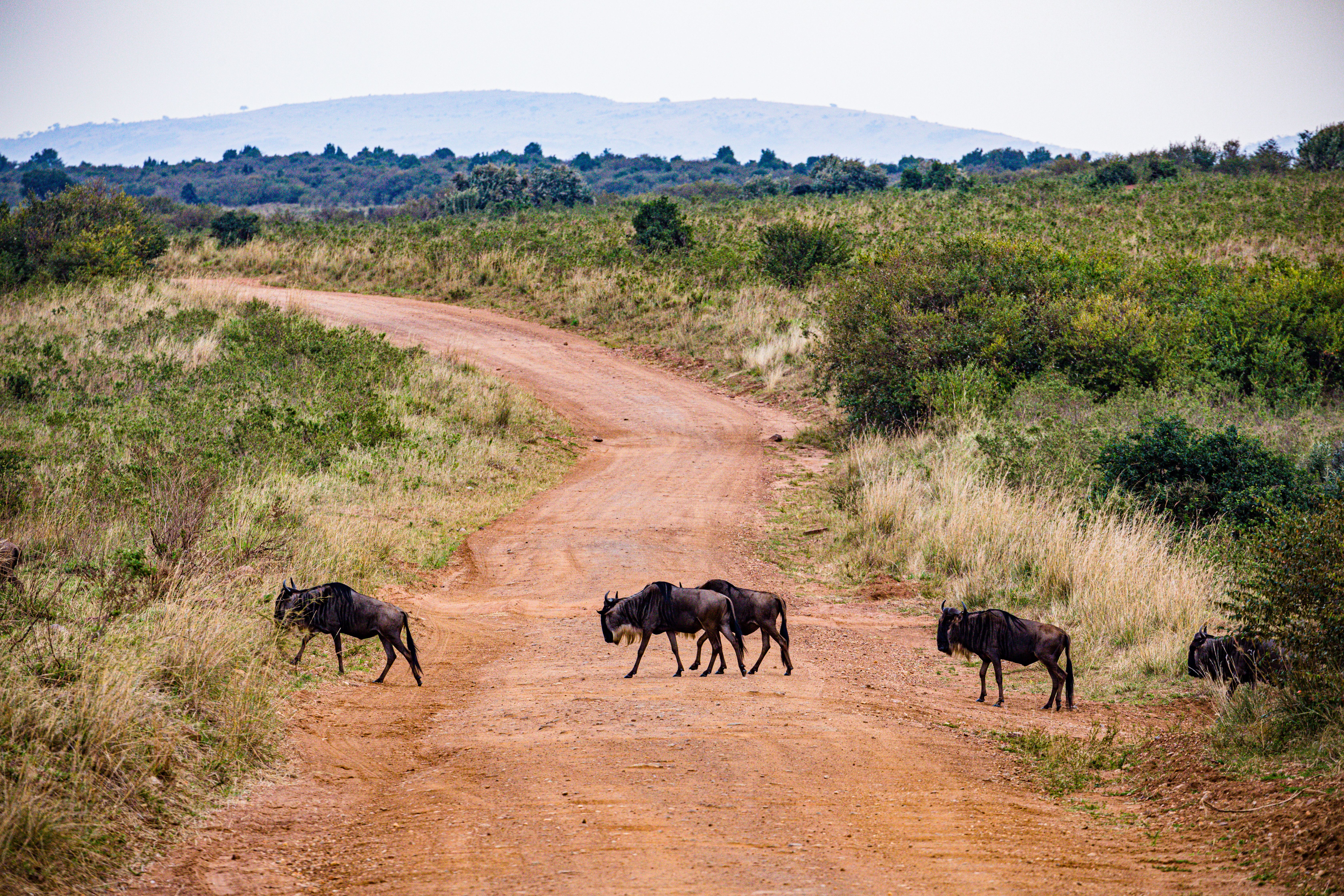 Gnu Antelopes Crossing a Dirt Road · Free Stock Photo