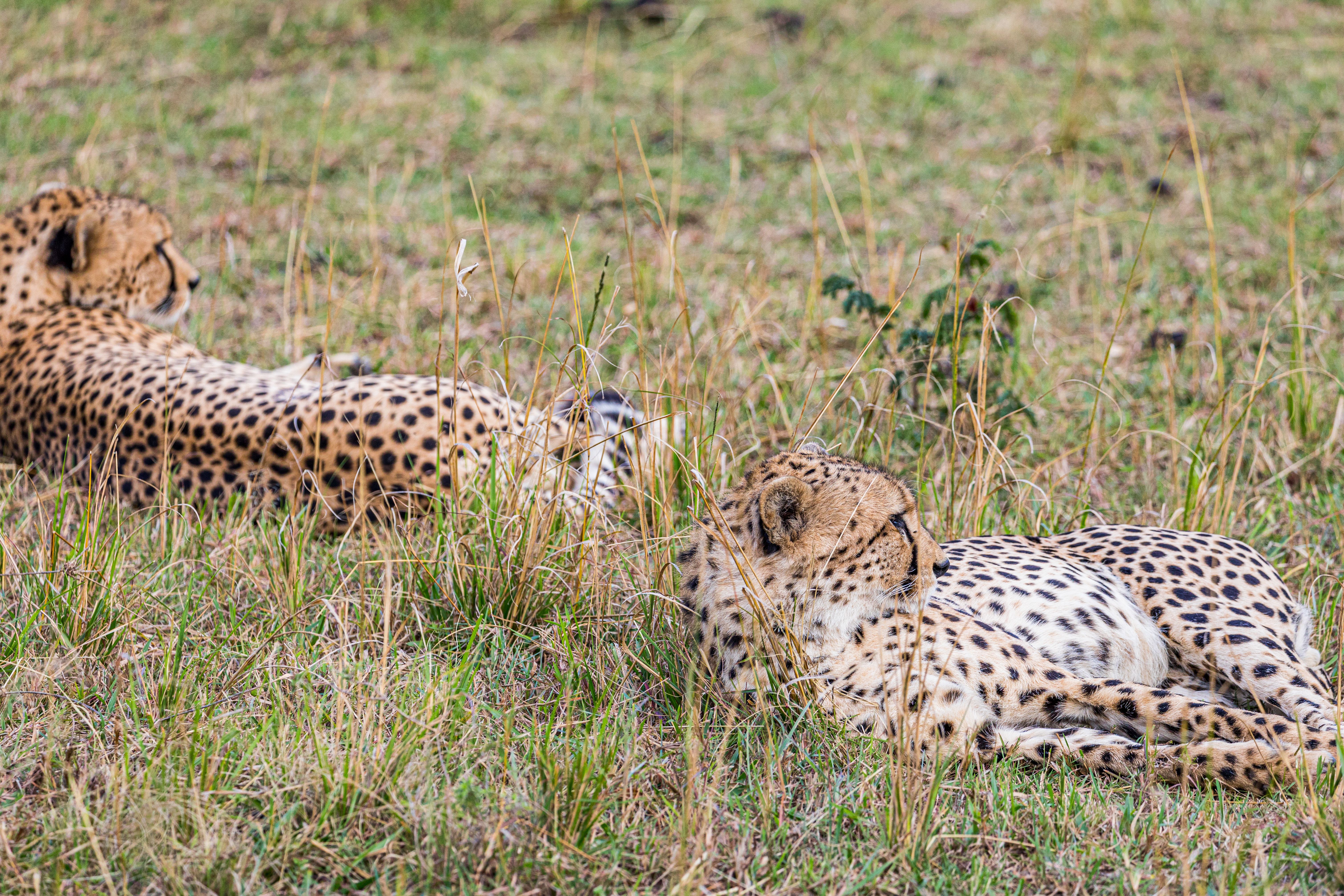 A Cheetah on the Forest · Free Stock Photo